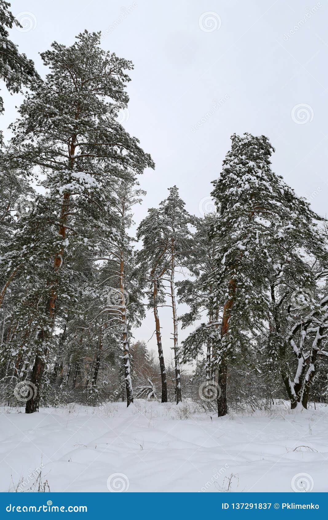 Pine Trees in Winter Forest Stock Image - Image of cold, frost: 137291837