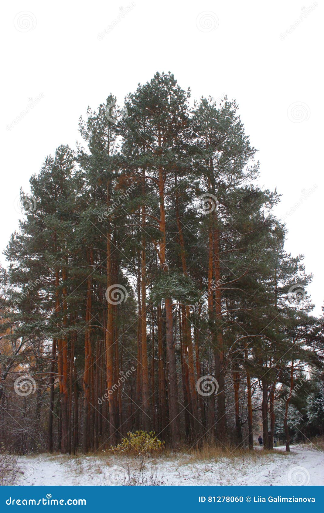 Pine trees winter stock photo. Image of forest, cool - 81278060
