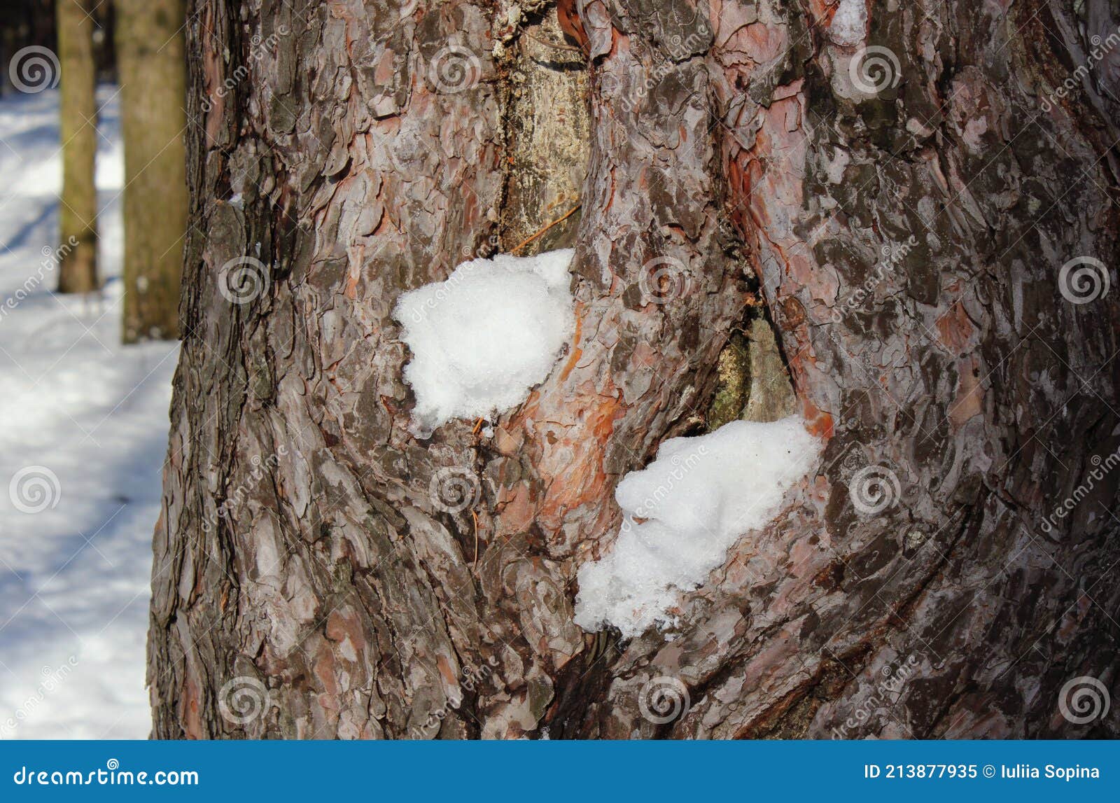 Pine Trees in the Winter. Snow Stock Image - Image of season, nature ...