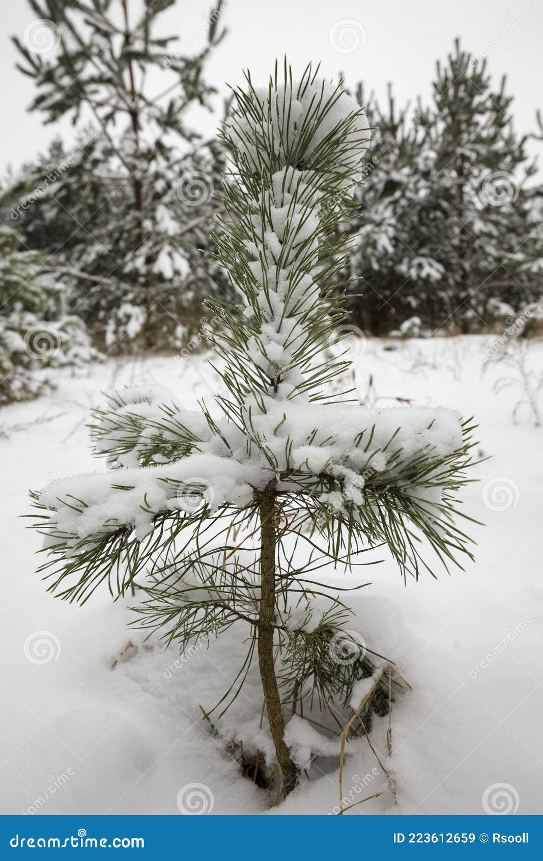 Pine trees in winter stock image. Image of rural, land - 223612659