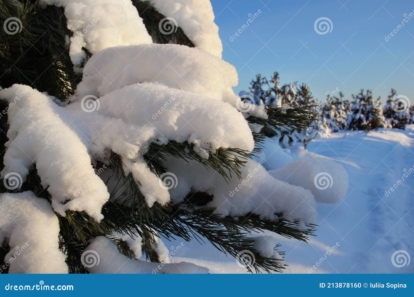 Pine Trees in the Winter. Snow Stock Photo - Image of spring, summer ...