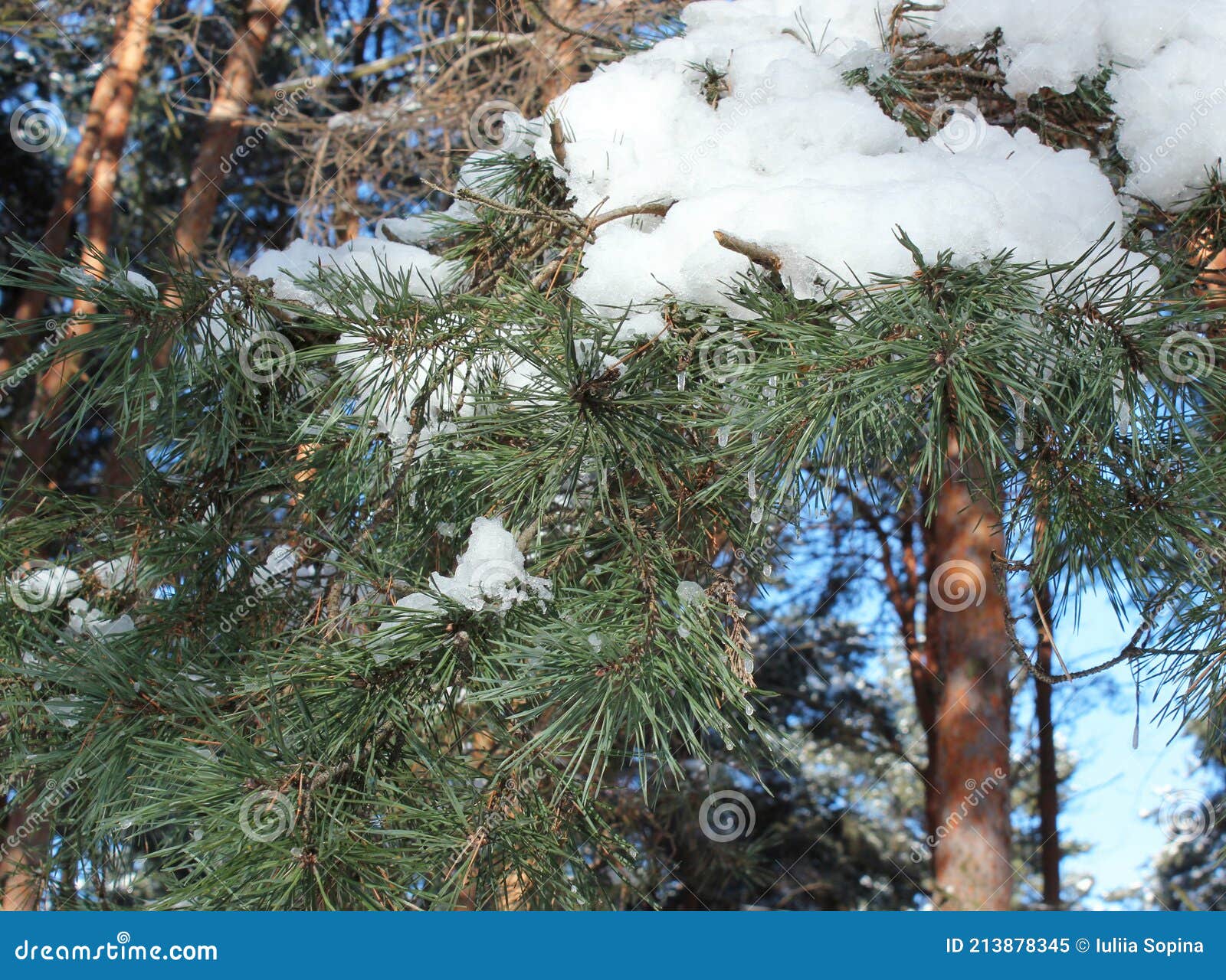 Pine Trees in the Winter. Snow Stock Image - Image of natural, nature ...