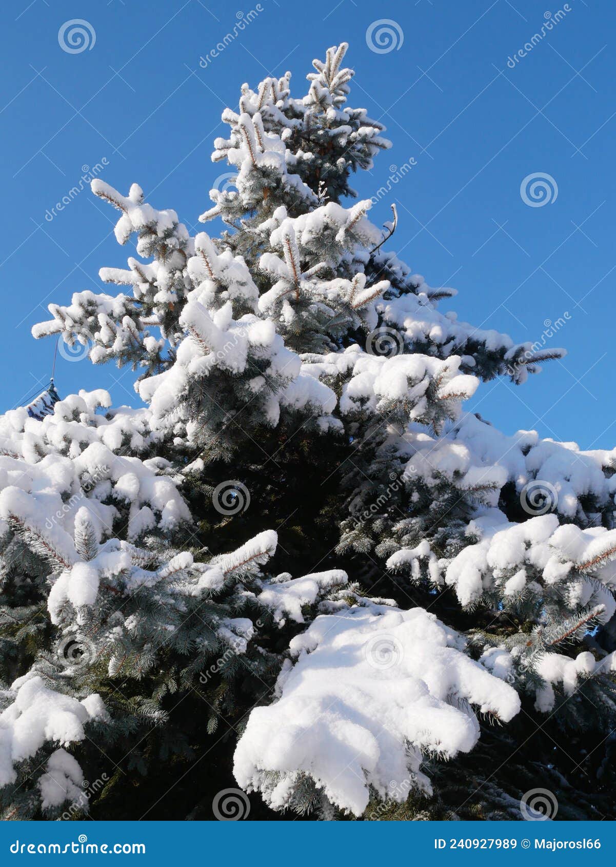 Pine trees in winter time stock image. Image of nature - 240927989