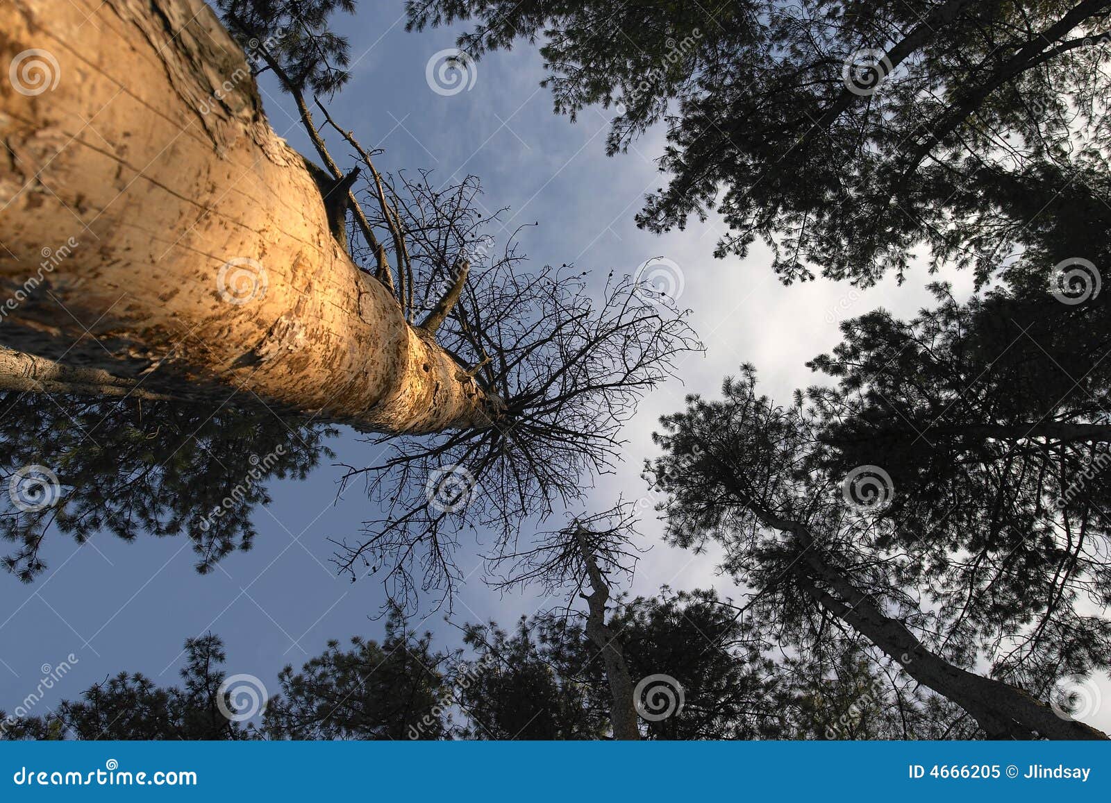 Pine Trees - Worm S Eye View Stock Image - Image of bark, trunk: 4666205