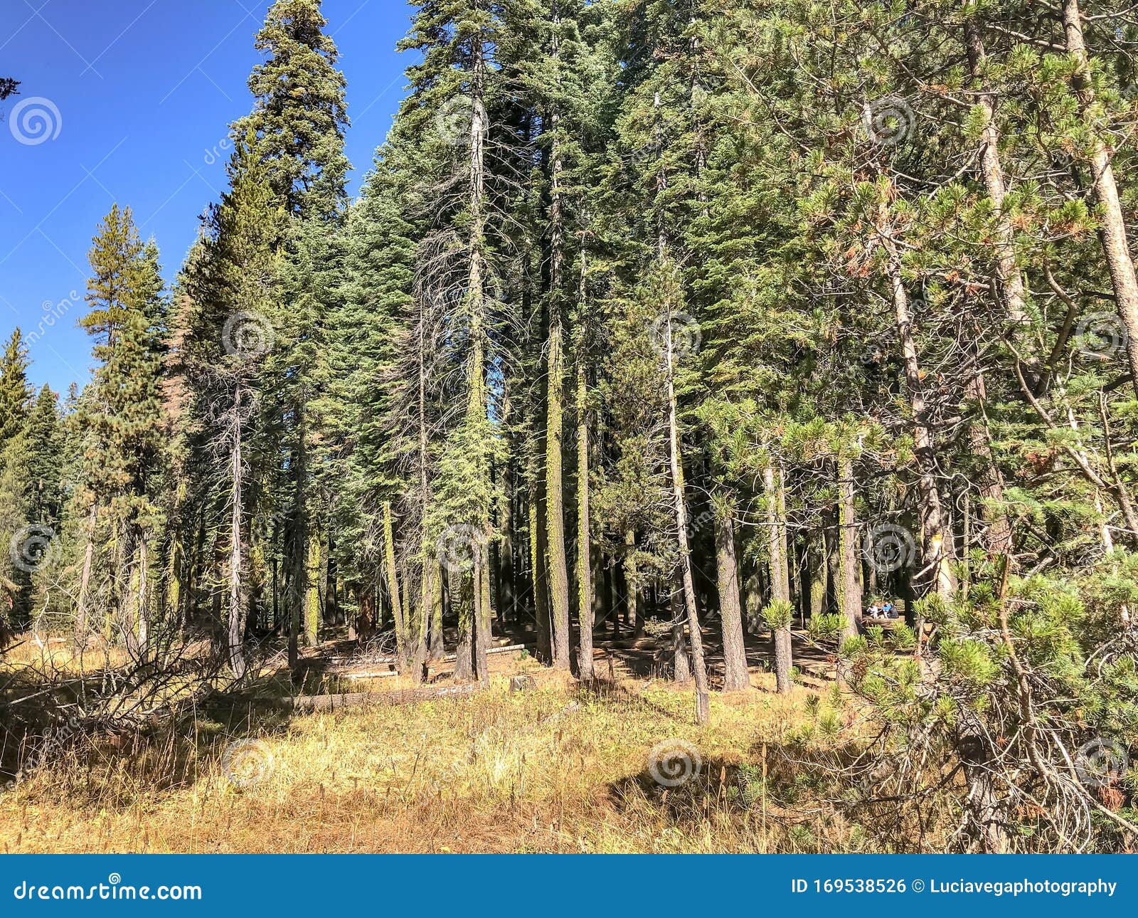 Pine Trees in Yosemite National Park Stock Photo - Image of natural ...