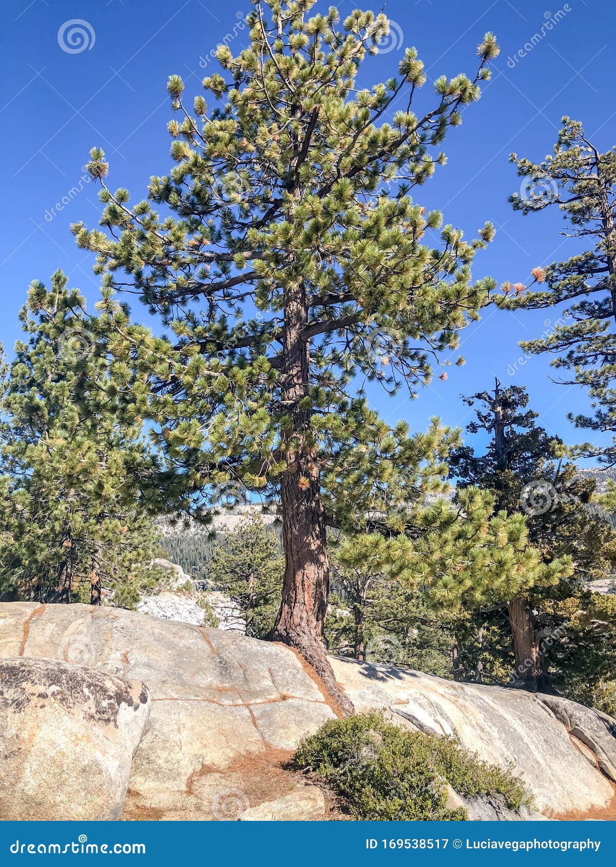 Pine Trees in Yosemite National Park Stock Image - Image of outdoors ...