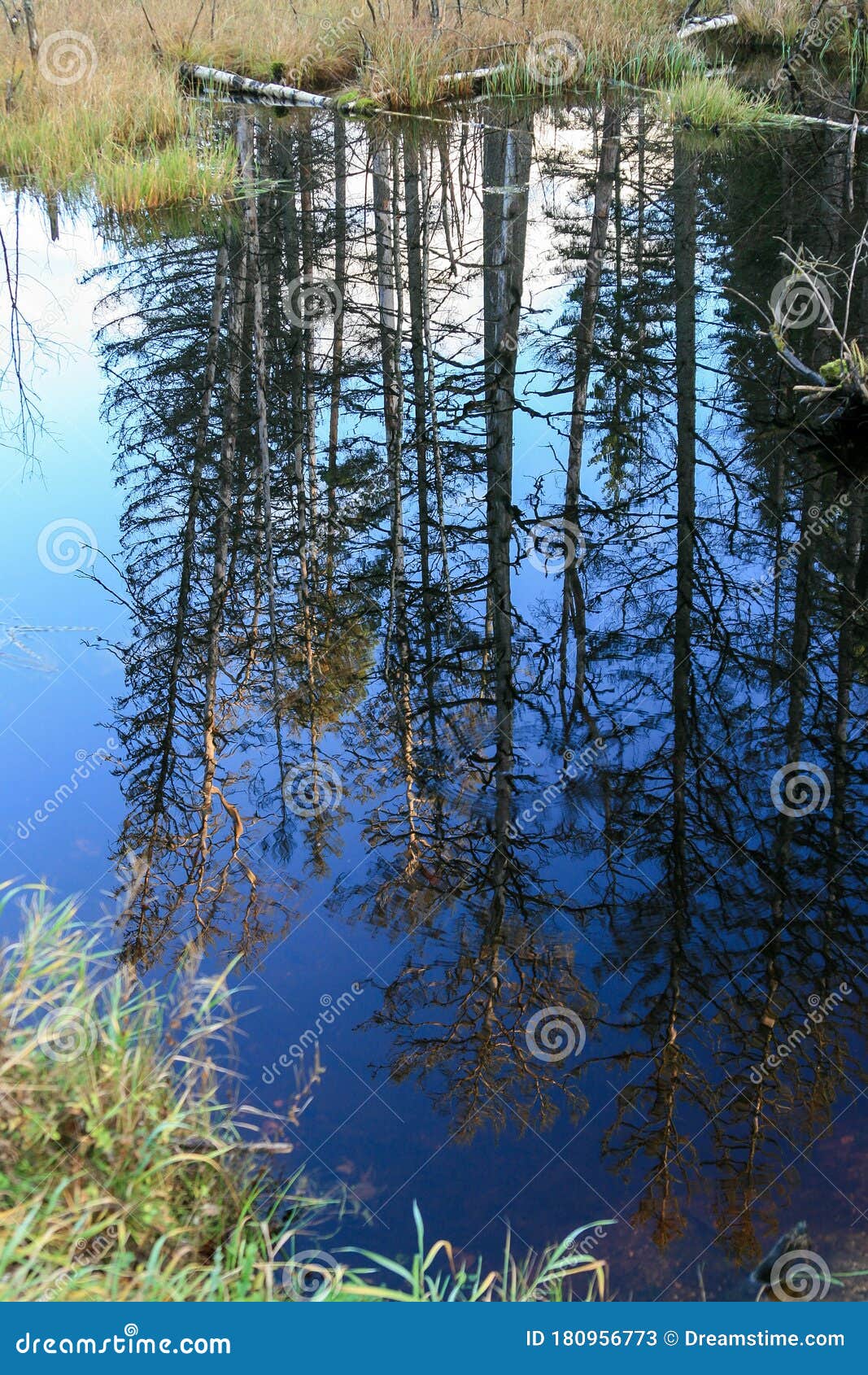 Pine Trees Reflecting in Water Stock Image - Image of trunk, light ...