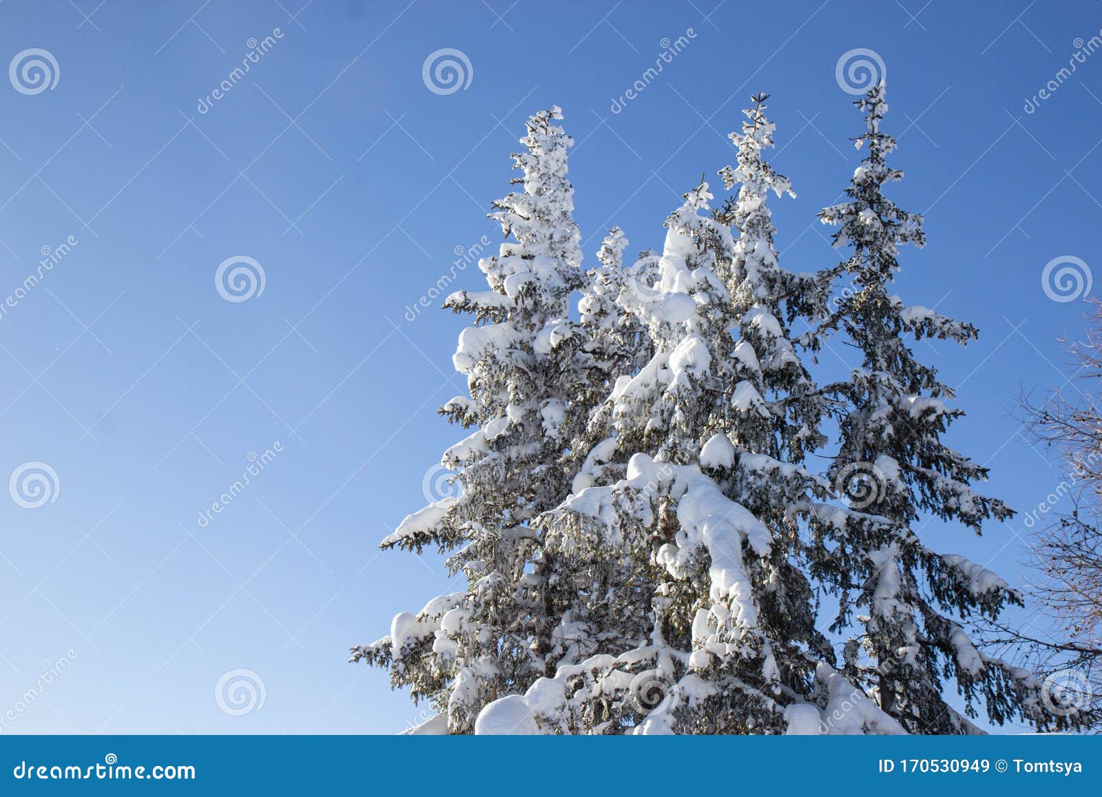 Pine Tress Covered with Snow in Alps Stock Image - Image of frozen ...