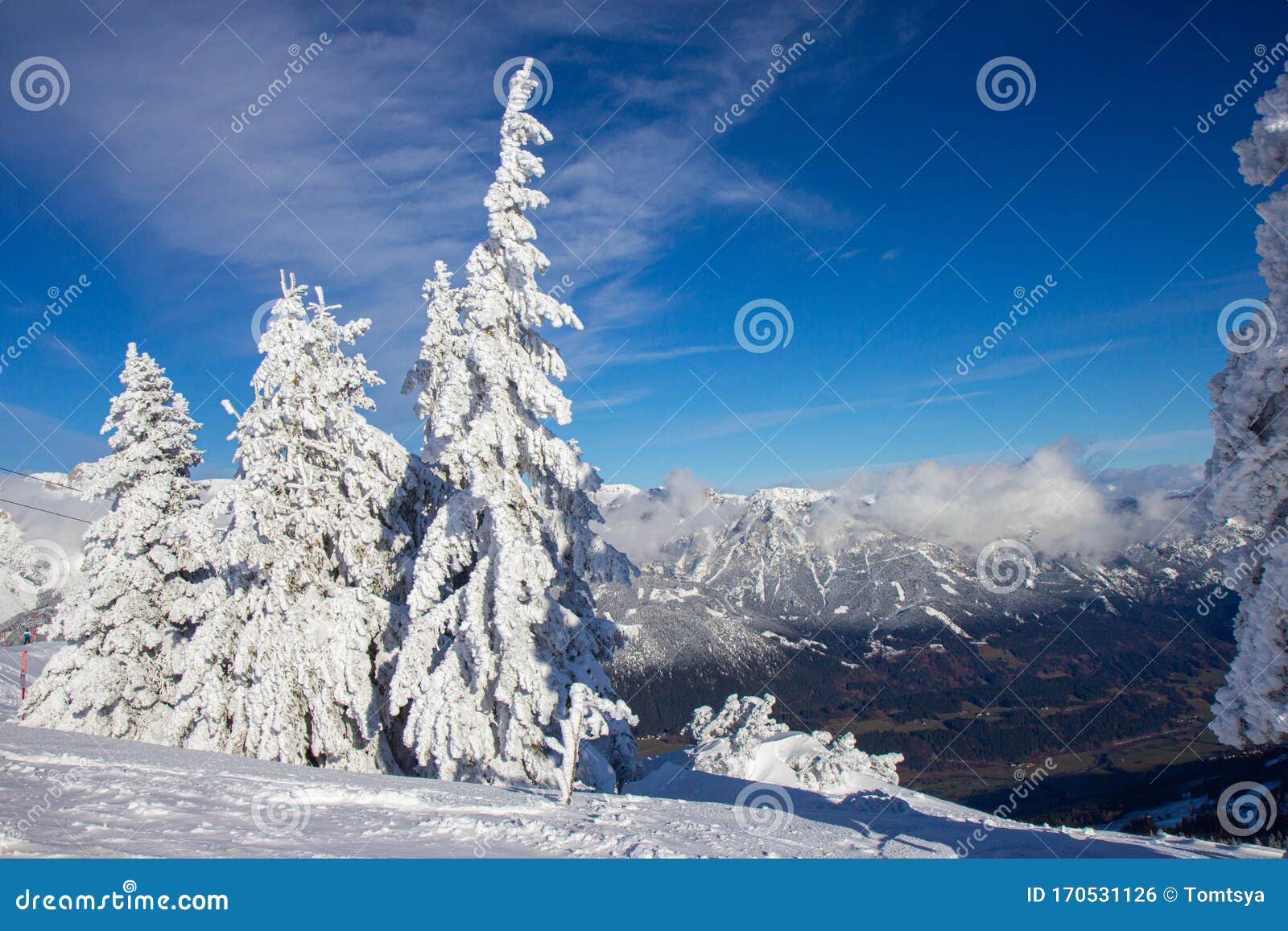 Pine Tress Covered with Snow in Alps Stock Photo - Image of austria ...