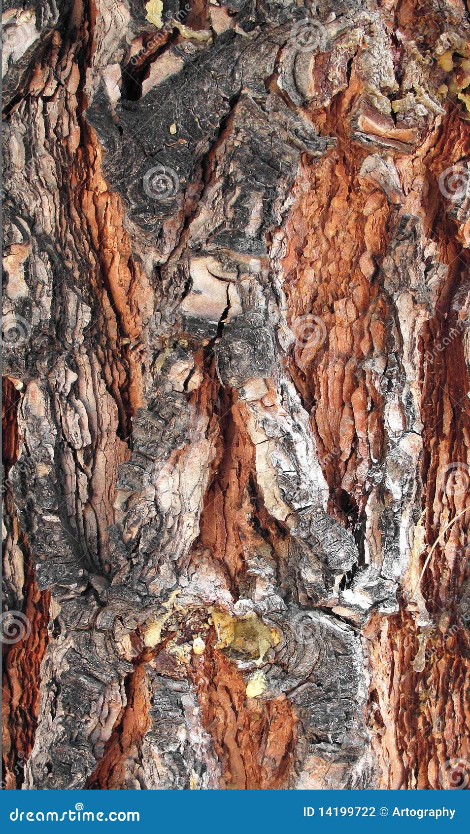 Pine Trunk stock photo. Image of nature, beautiful, flake - 14199722