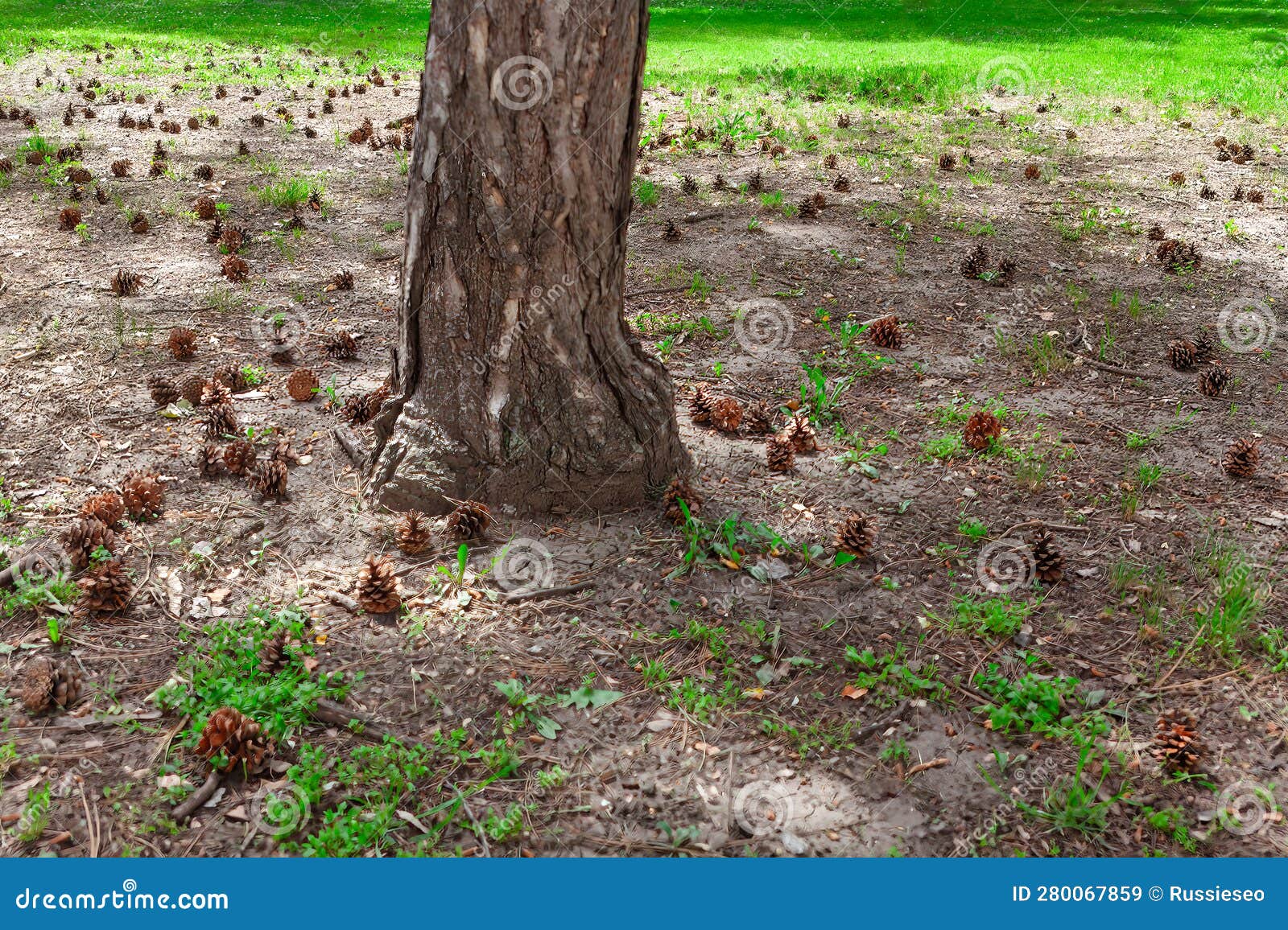 Pine Trunk and Cones on the Ground Stock Image - Image of pine ...