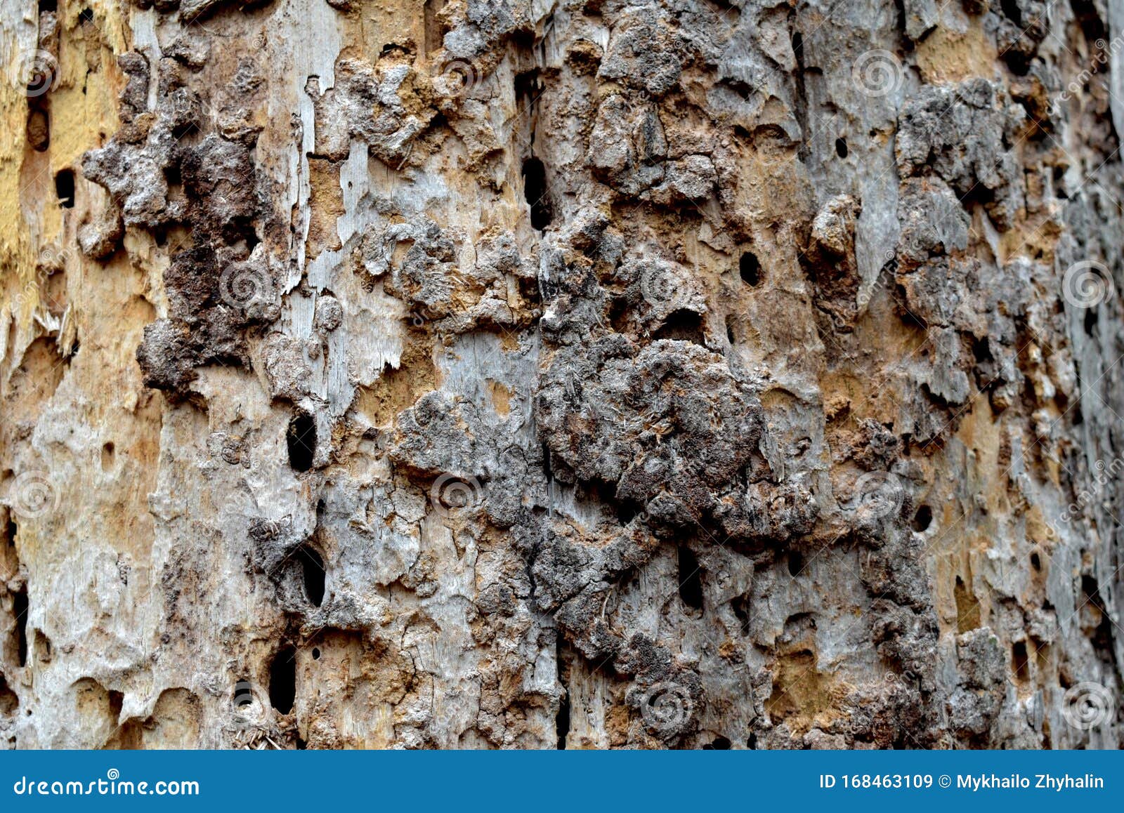 Pine Trunk Damaged by Insects Stock Image - Image of natural, color ...
