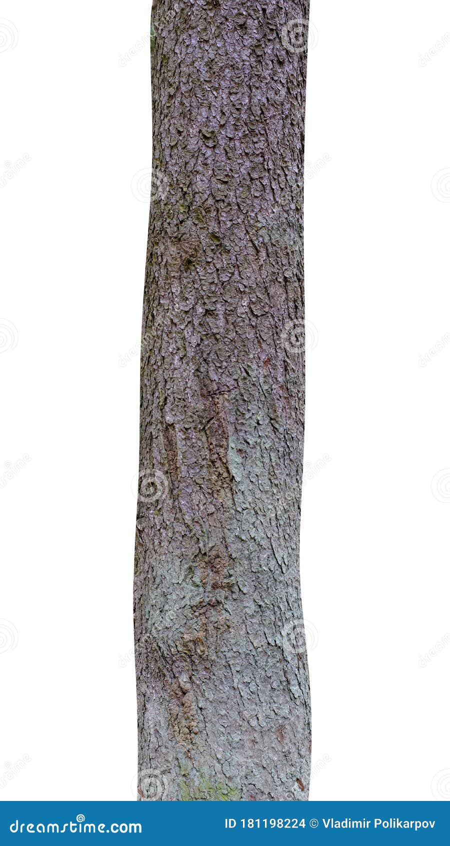 Pine Trunk Isolated on a White Background. Tree for Design Stock Photo ...