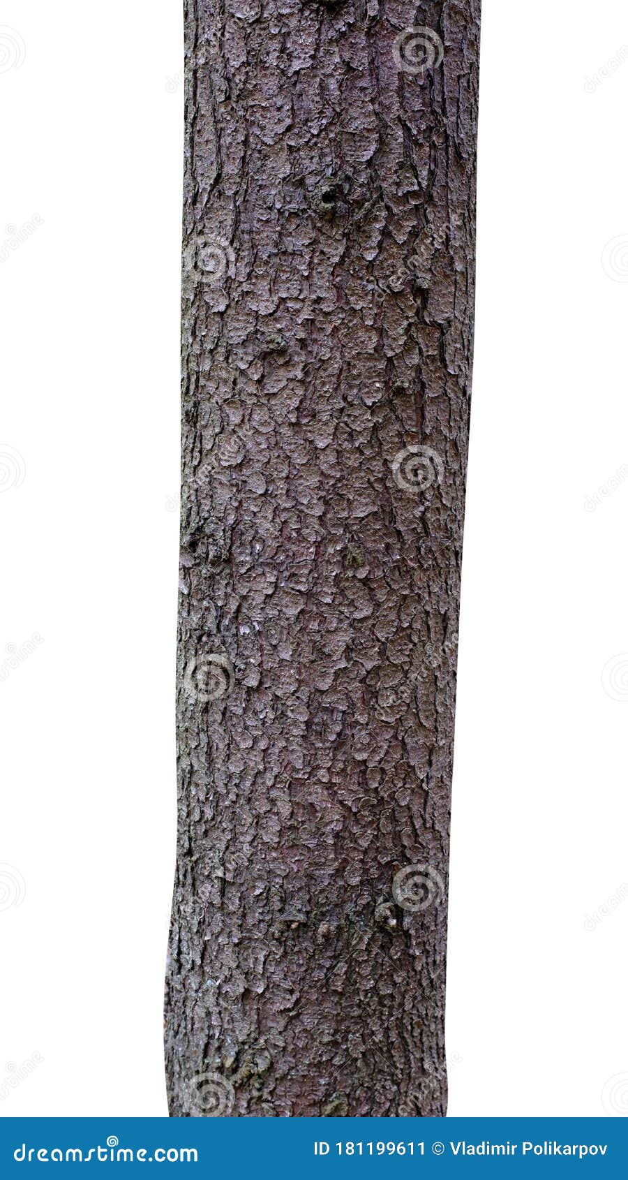 Pine Trunk Isolated on a White Background. Tree for Design Stock Image ...