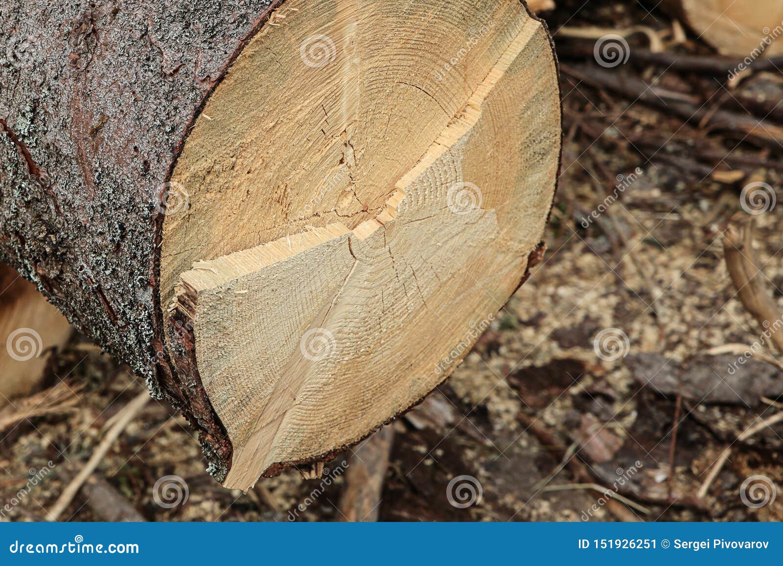 Pine Trunk Large Annual Rings Cracks Close-up Design Logging ...