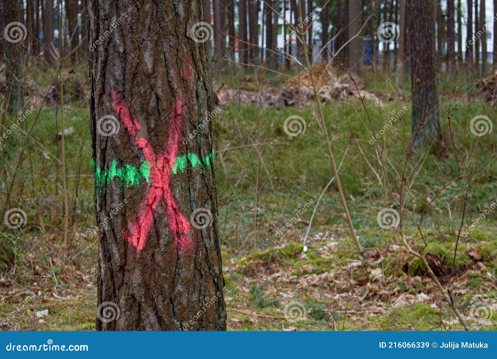 Pine Trunk with Paint Mark. the Concept of Cutting Down Trees Stock ...