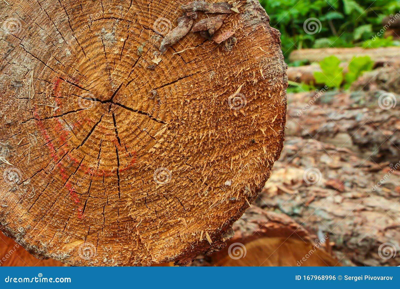 Pine Trunk Saw Cut Old End of a Log Close Up Sawmill Background Stock ...