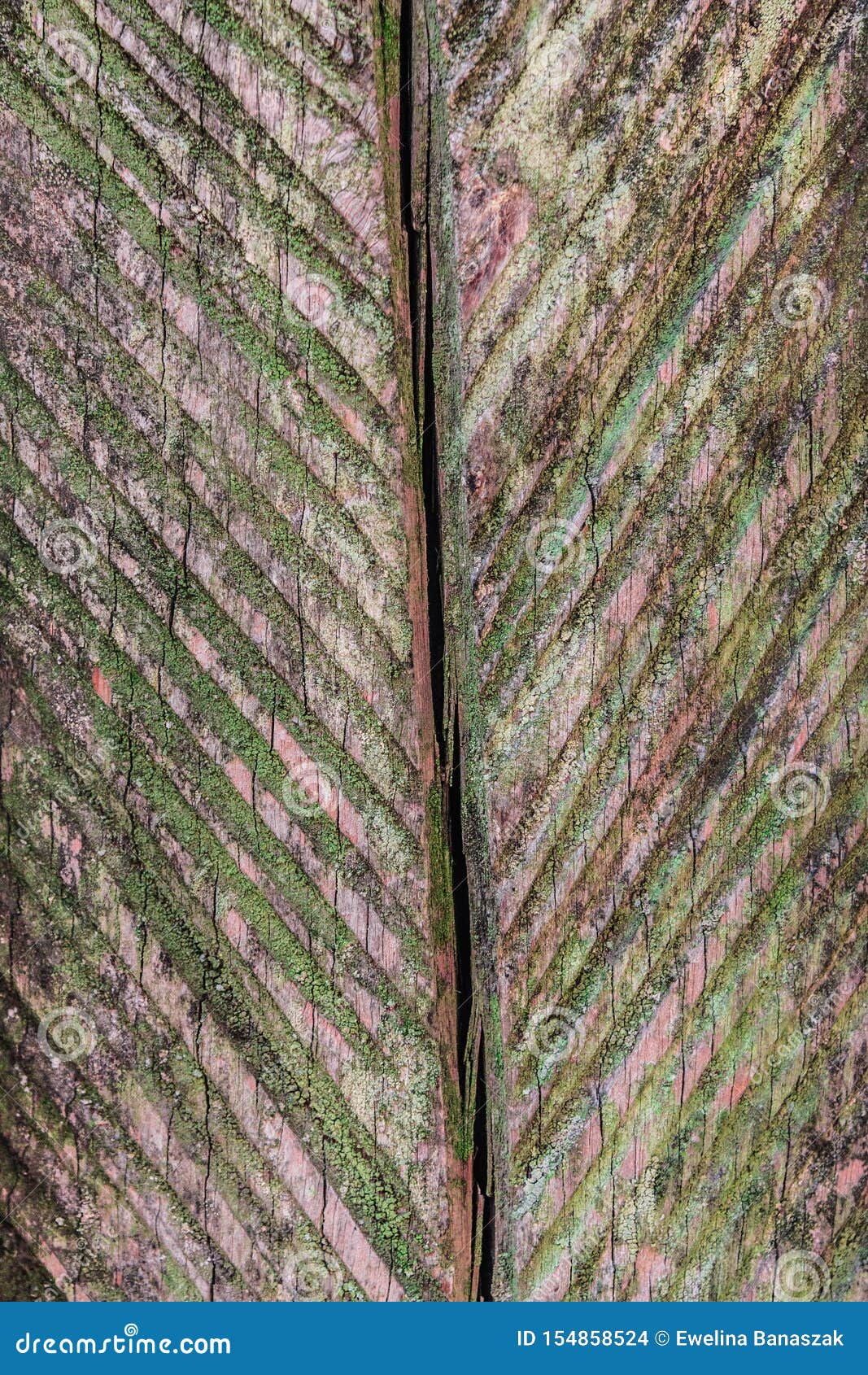 Pine Trunk with Scars after Resin Extraction Stock Photo - Image of ...