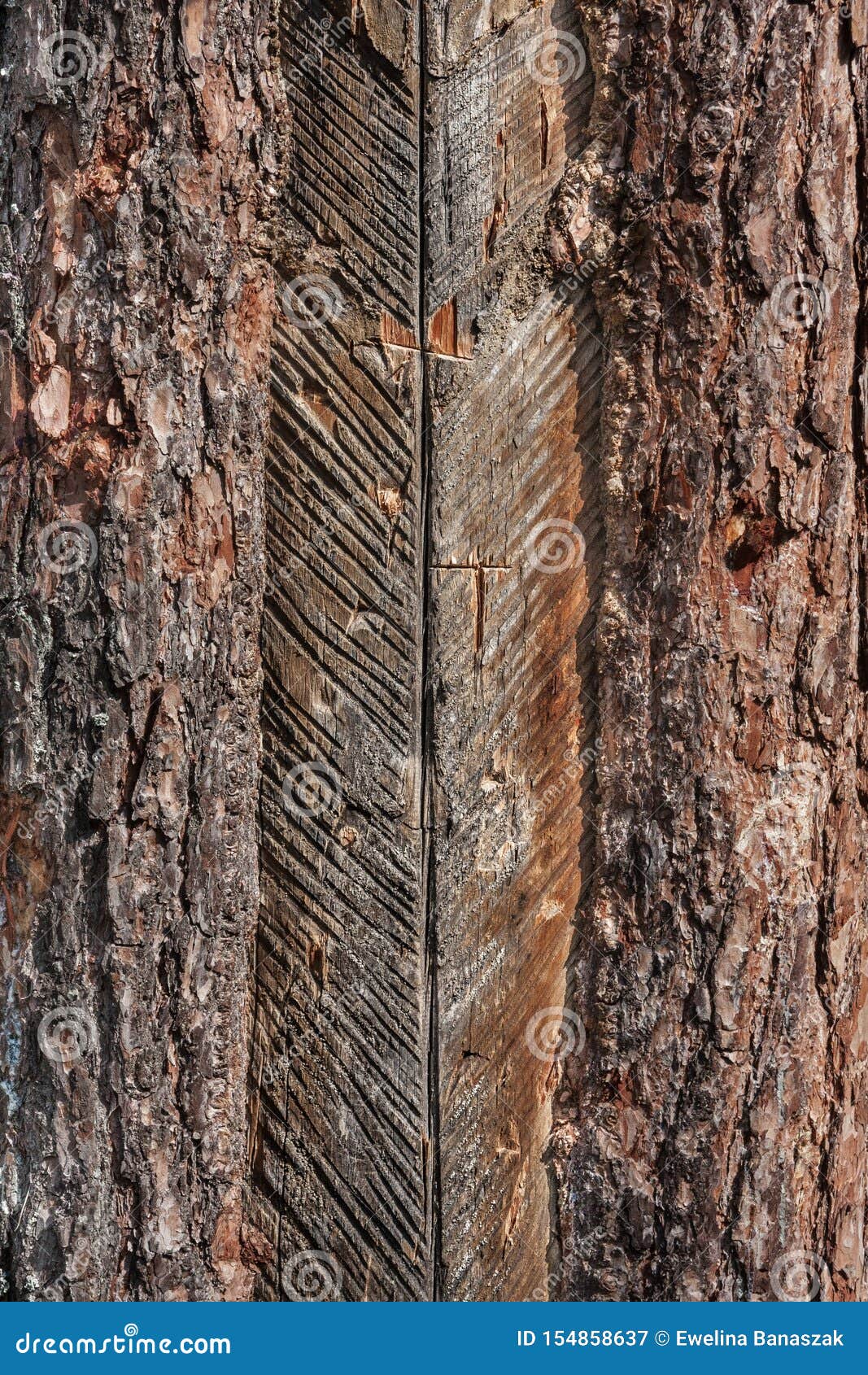 Pine Trunk with Scars after Resin Extraction Stock Image - Image of ...