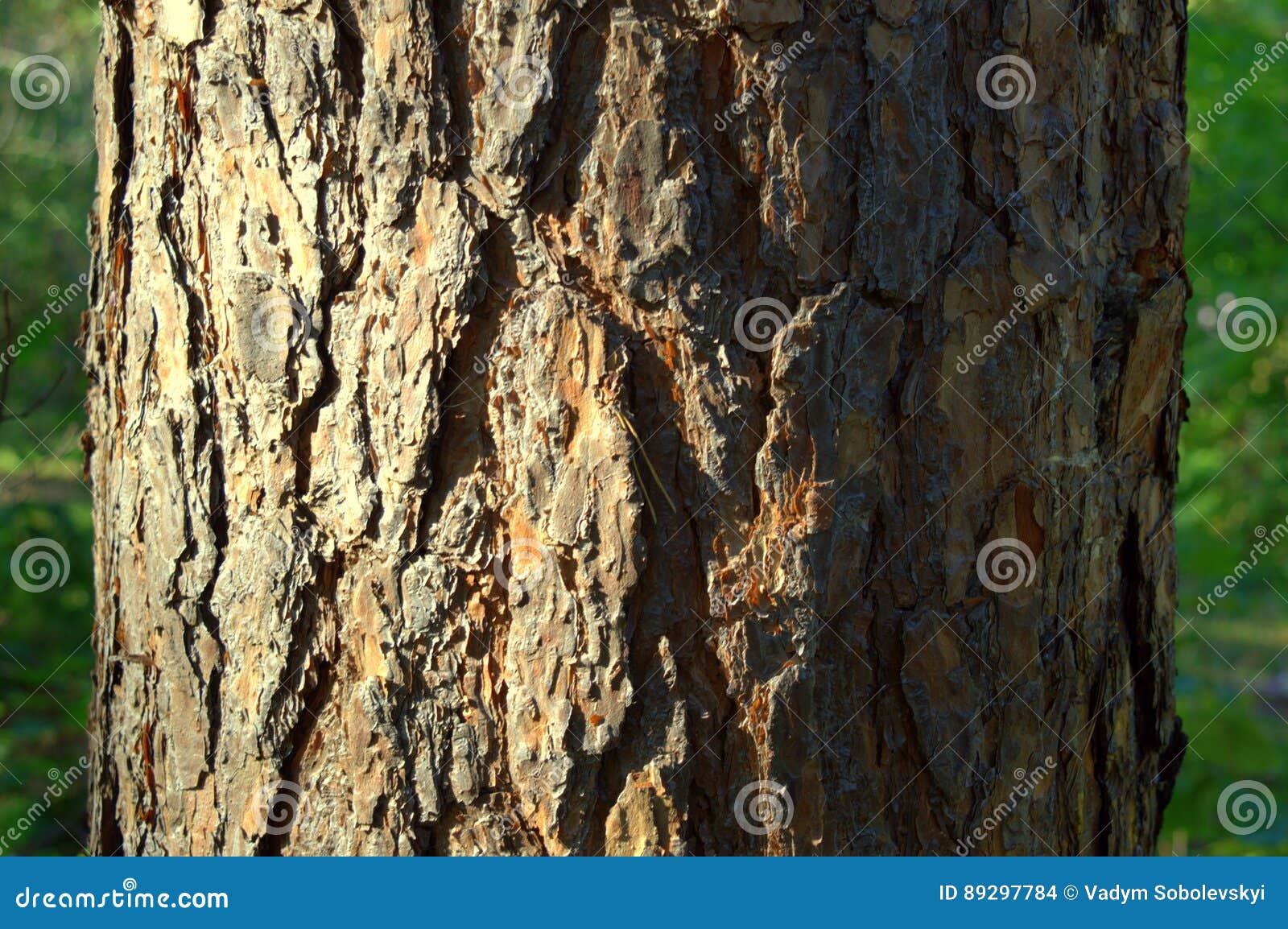 Pine trunk stock photo. Image of timber, forest, sunlight - 89297784