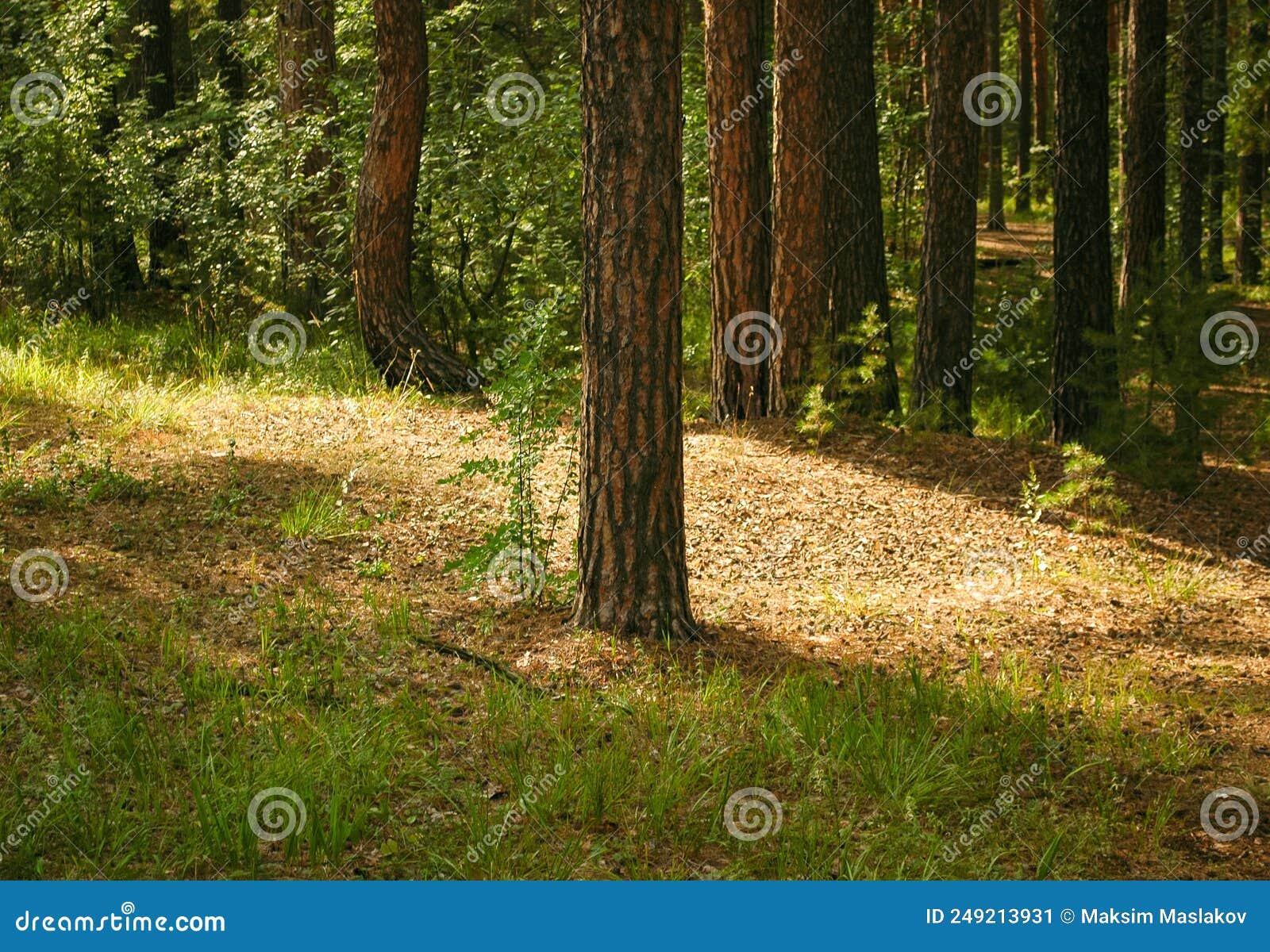 Pine Trunk and Sunlit Undergrowth Against the Background of Other Tree ...