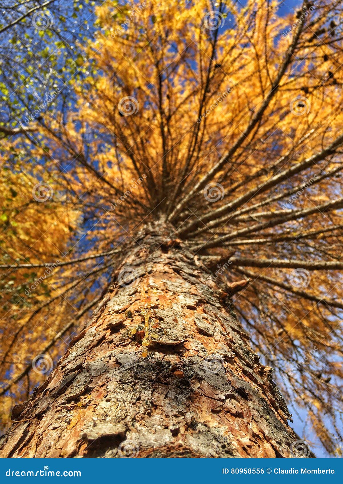 Pine trunk stock photo. Image of forest, trunk, tree - 80958556
