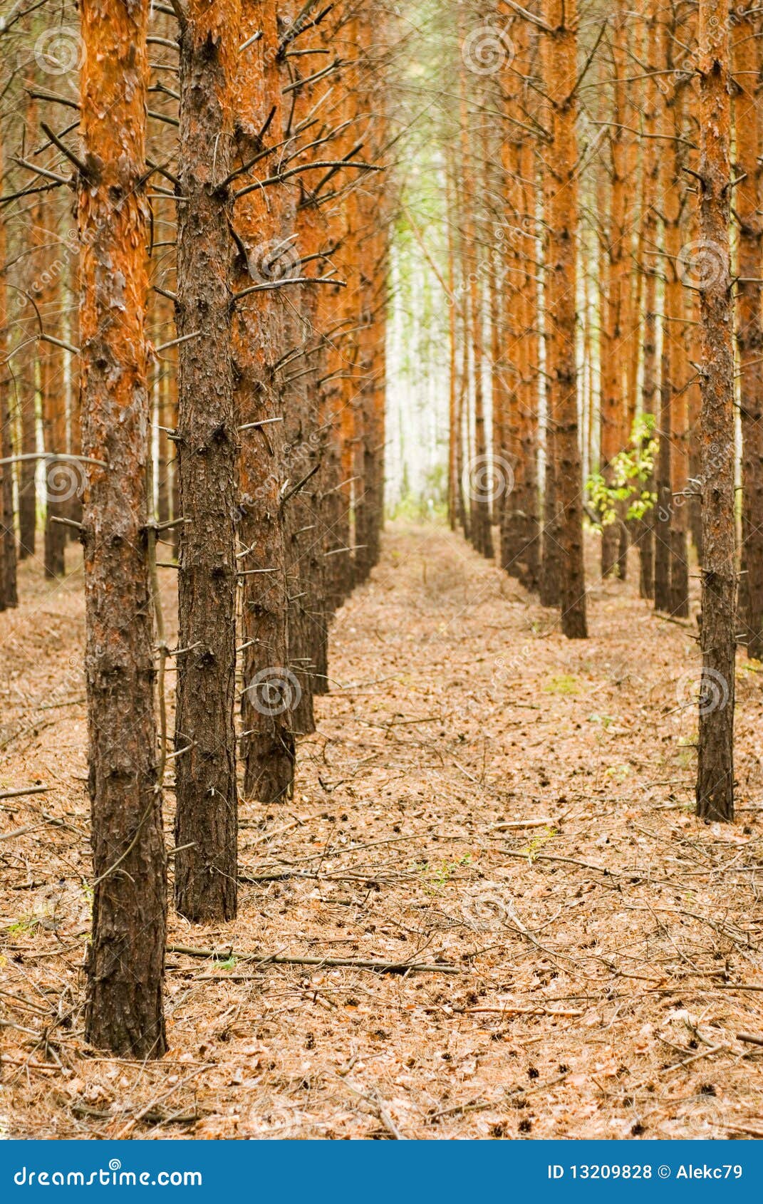 Pine trunks stock photo. Image of nature, rotten, logging - 13209828