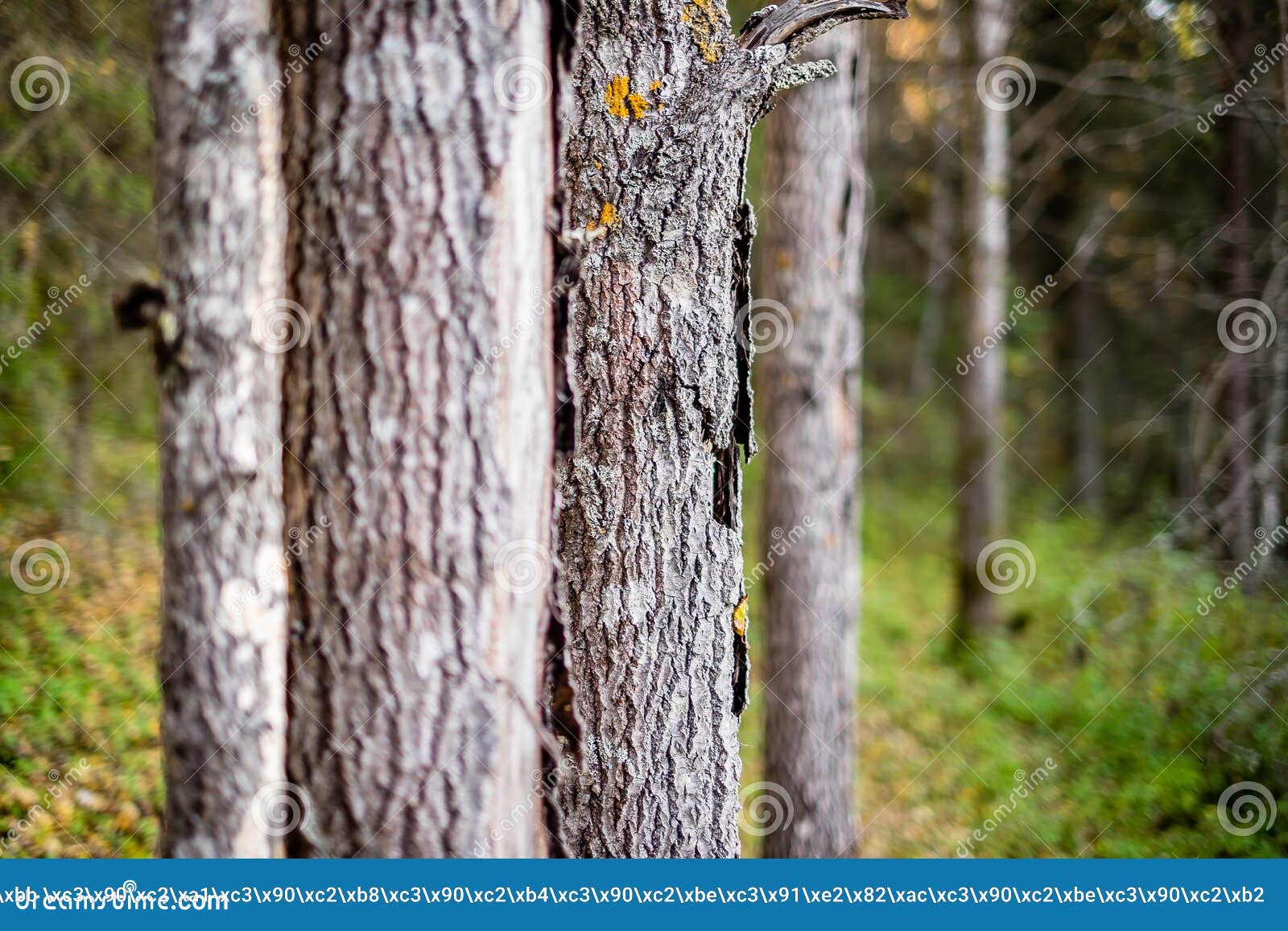 Pine Trunks in a Close-up Forest Stock Image - Image of natural, branch ...