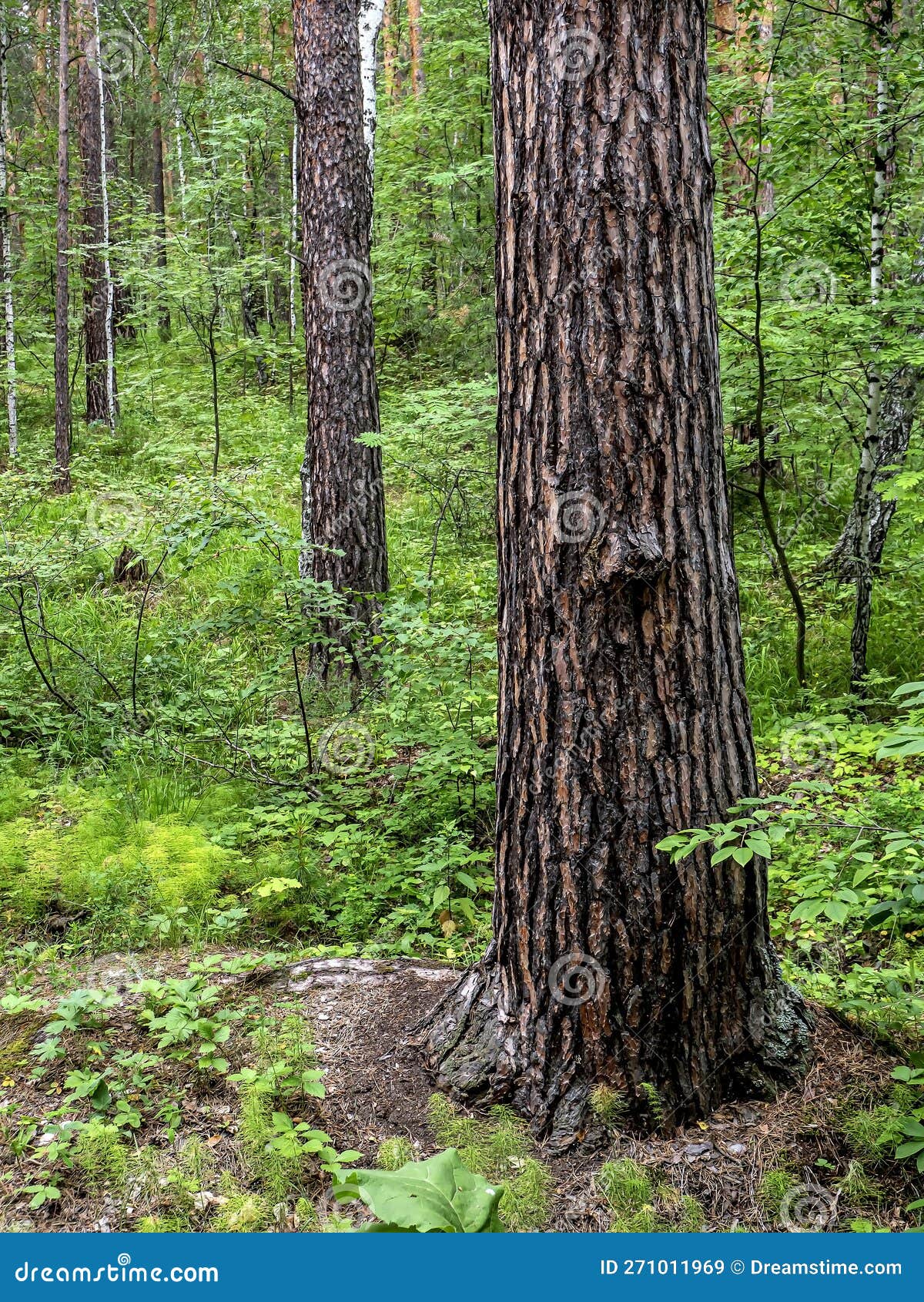 Pine Trunks in the Pine Forest in Summer Stock Image - Image of ...