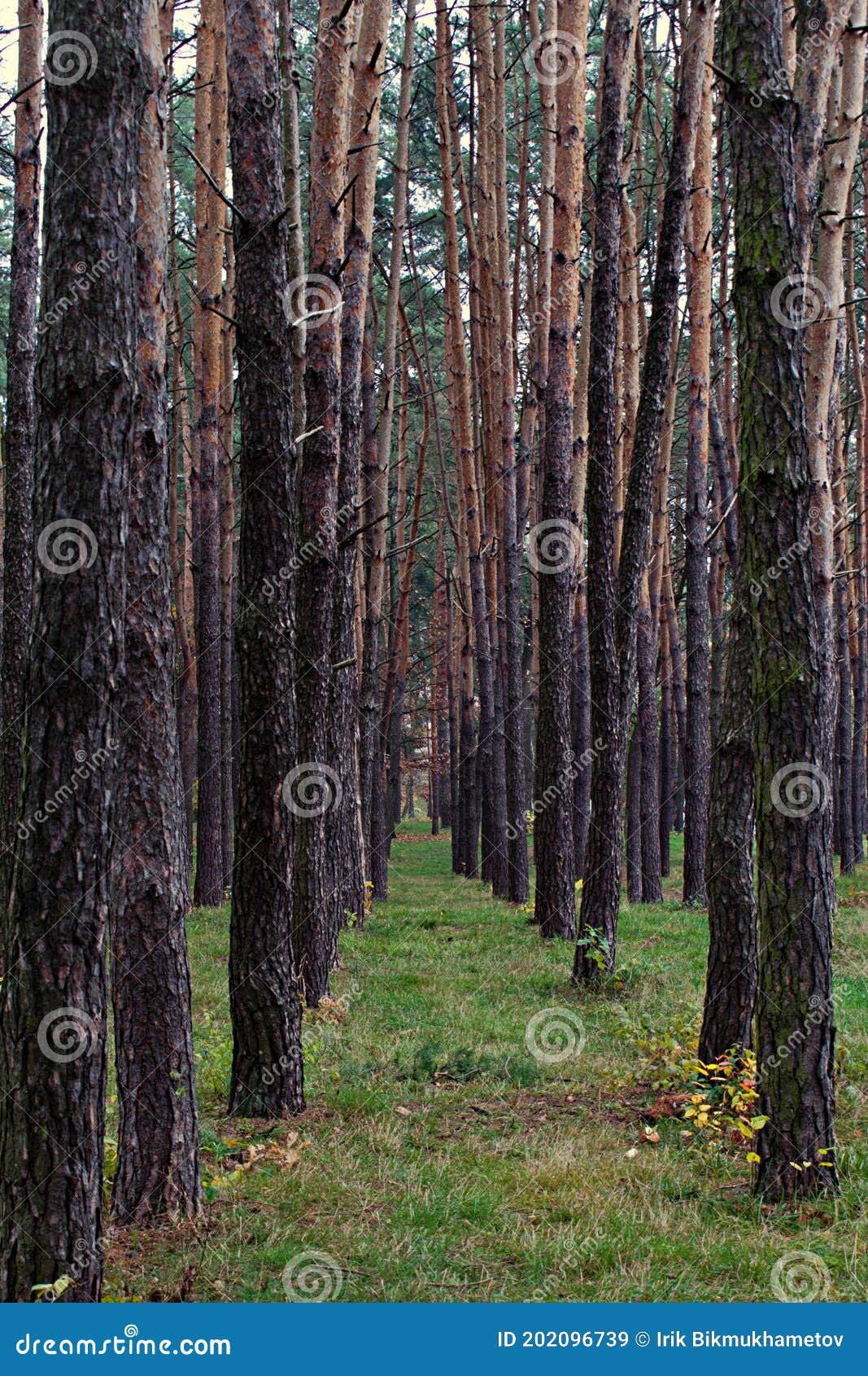 Pine Trunks in Linear Perspective in Deserted Forest Stock Image ...