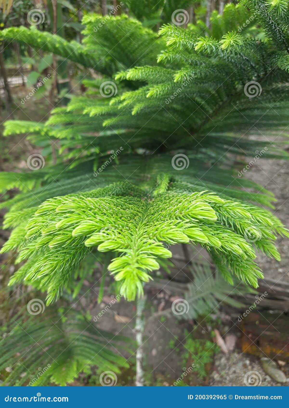 Pine Tub Tree stock image. Image of vegetation, shrub - 200392965