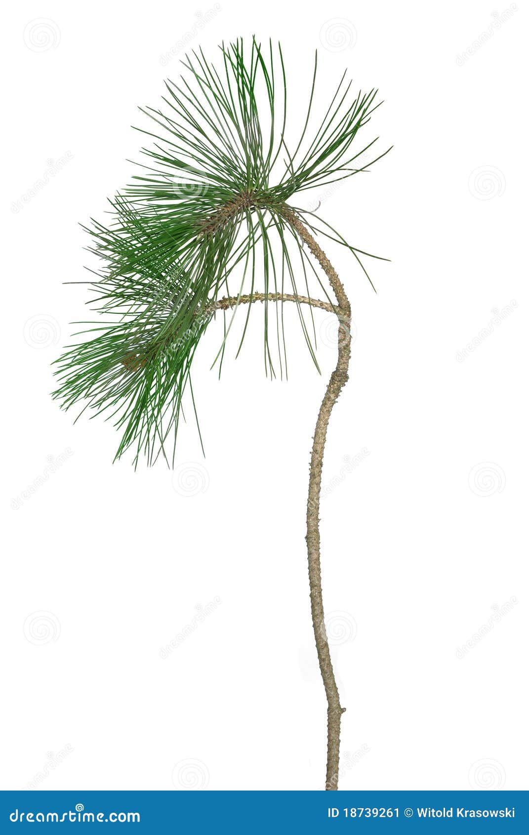 Pine twig stock image. Image of forest, part, green, conifer - 18739261