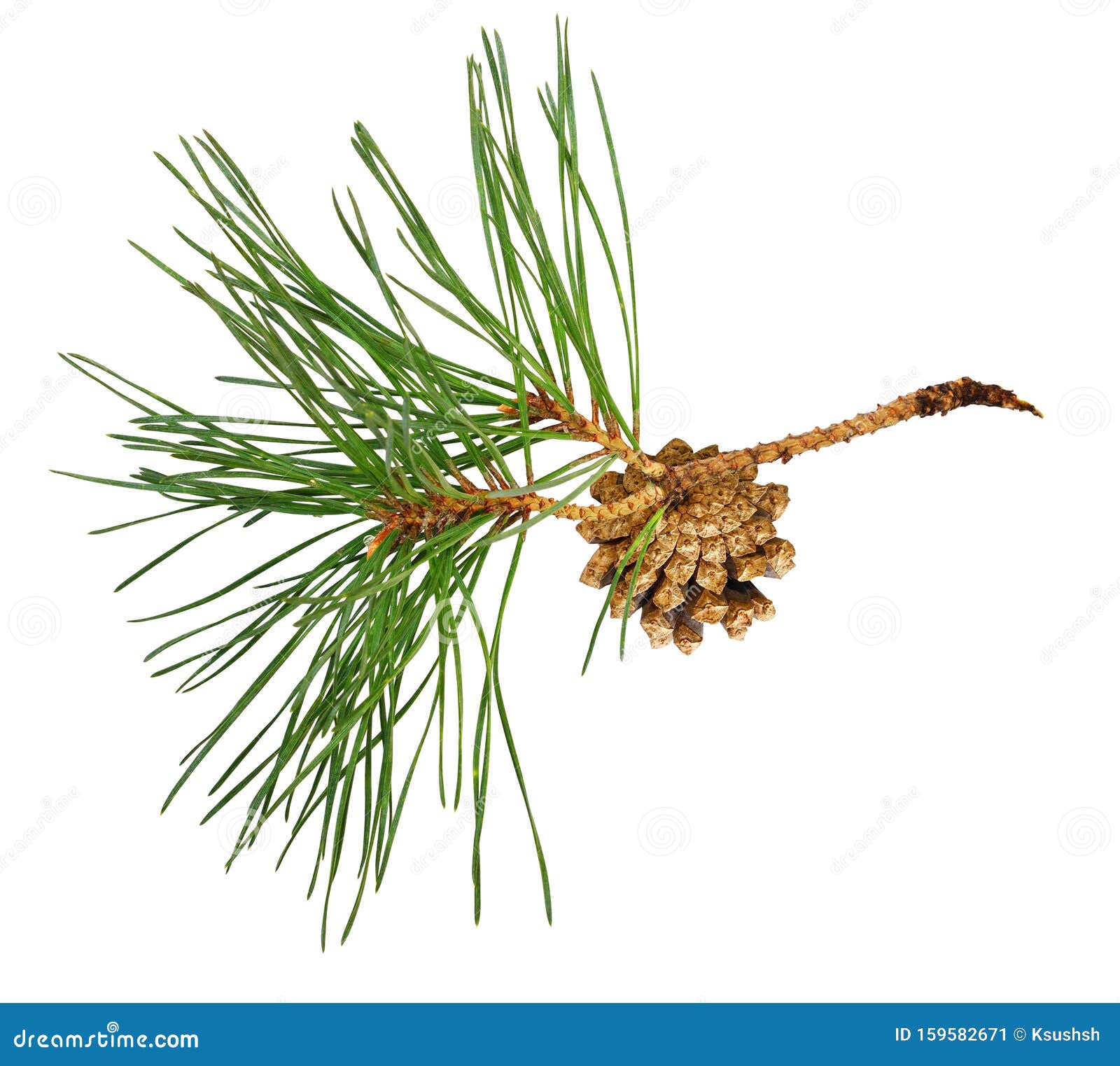 Pine twig with cones stock image. Image of isolated - 159582671