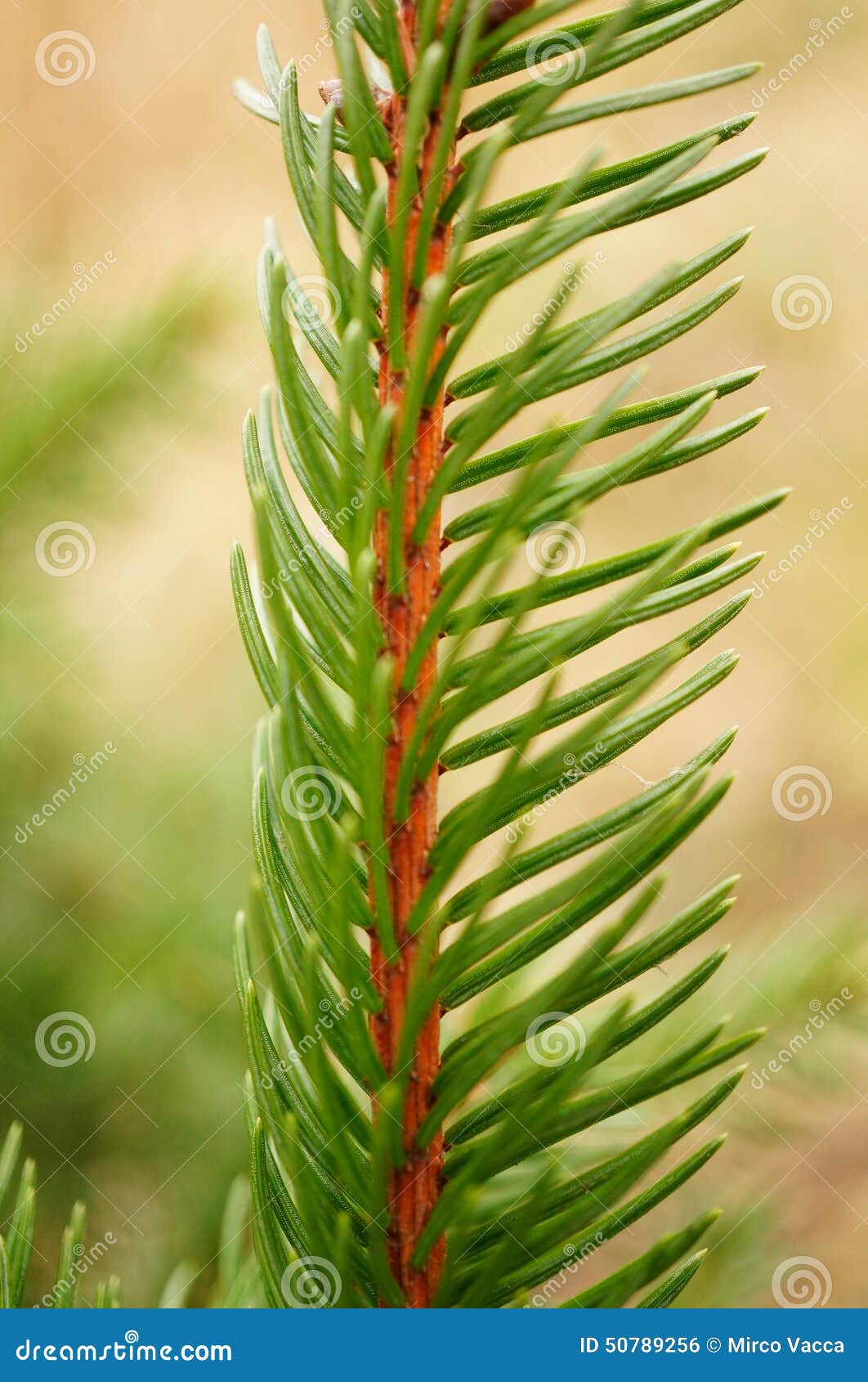 Pine twig stock photo. Image of pine, plant, tree, twig - 50789256