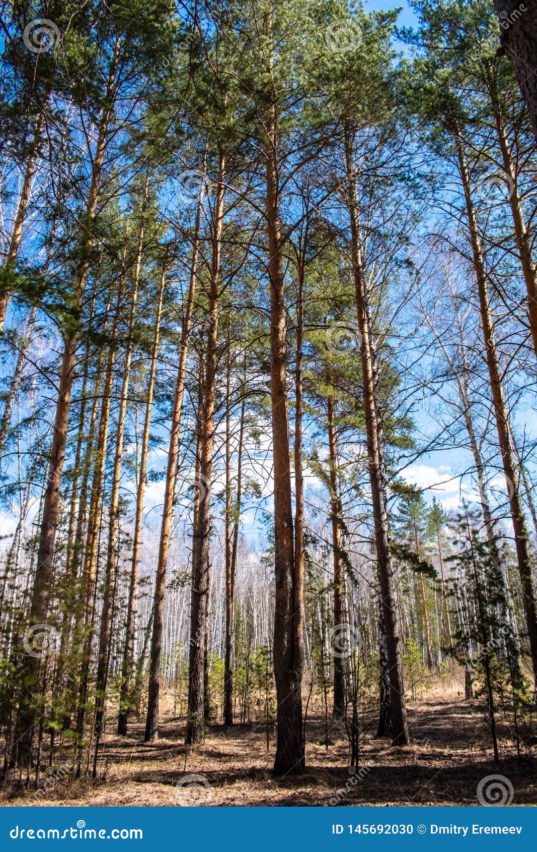Pine with two trunks stock photo. Image of green, trunks - 145692030