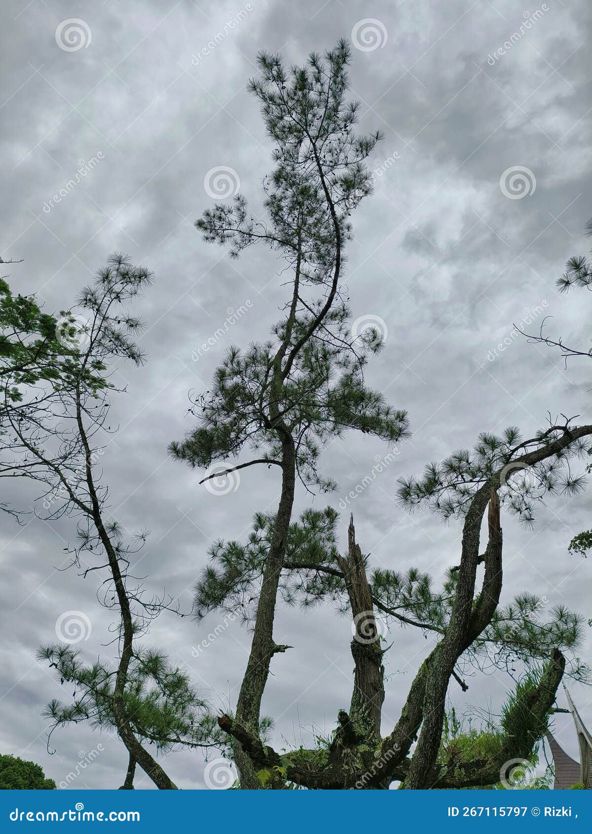 Pine with a Unique Branch Shape Stock Image - Image of asmrcommunity ...