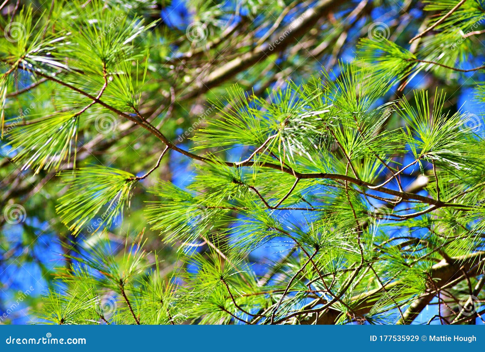 Close-up Of Old Pine Tree Rough Cross Section Background Texture Stock ...