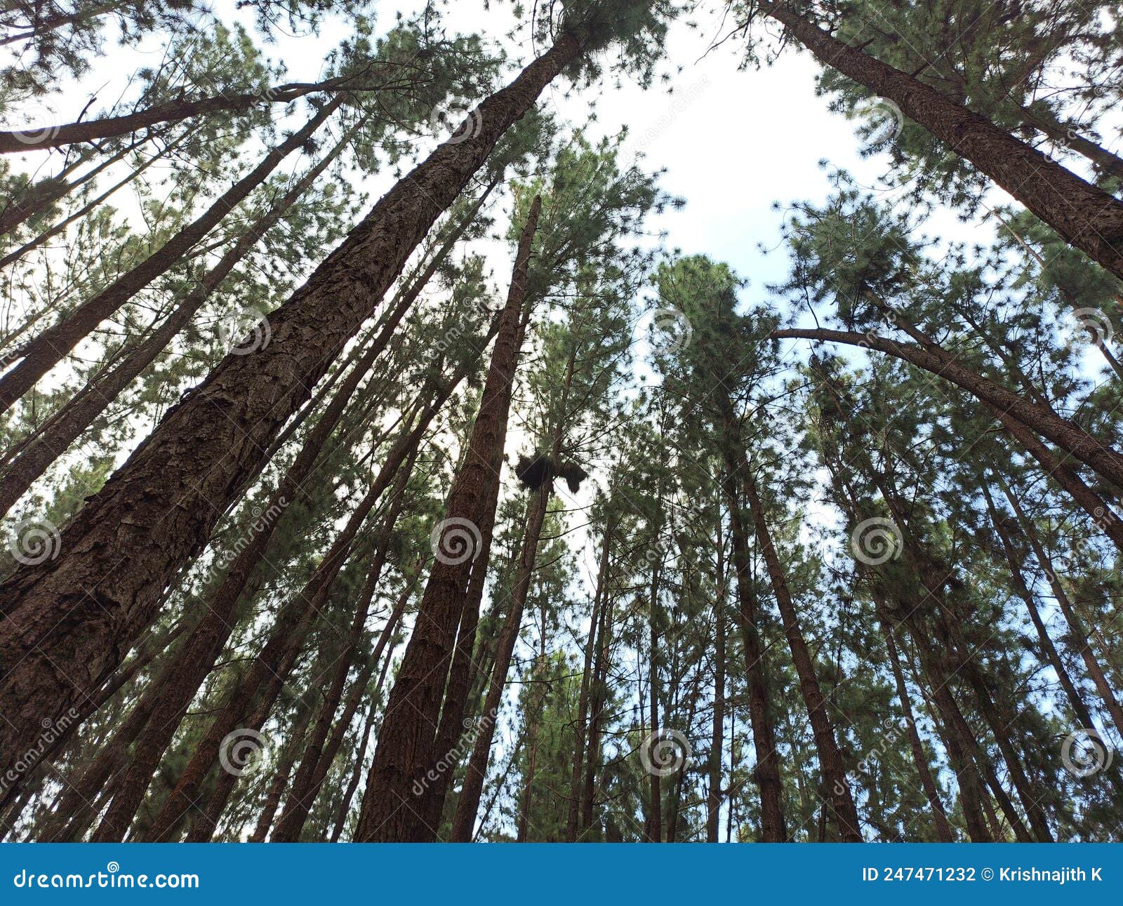 Vagamon Hills And Meadows - Misty Hills And Rainy Climate, Idukki ...