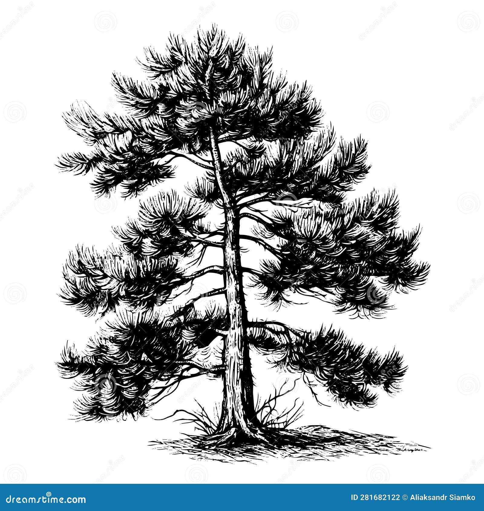 Pine Vector Drawing. Isolated Hand Drawn, Engraved Style Illustration ...