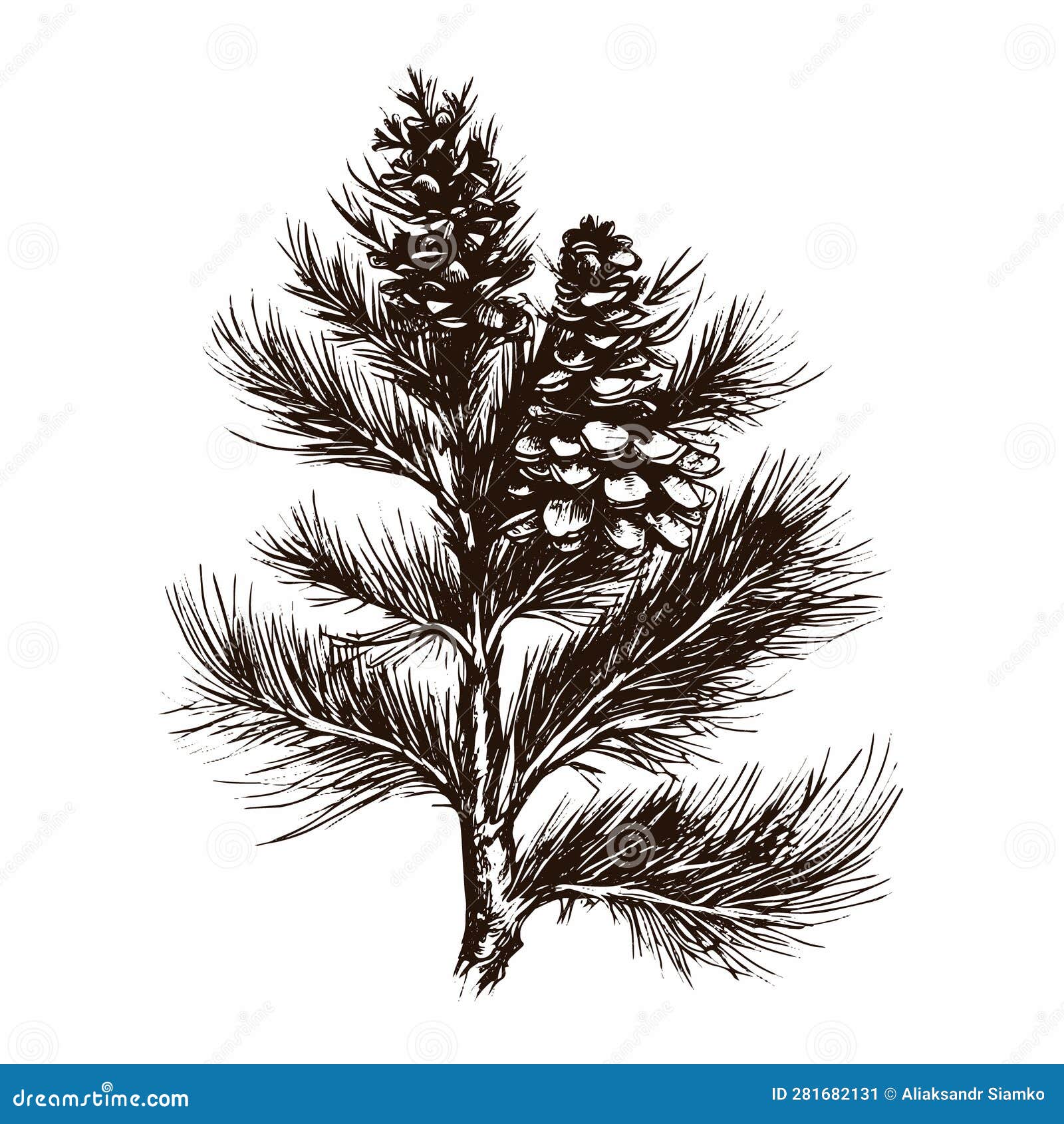 Pine Vector Drawing. Isolated Hand Drawn, Engraved Style Illustration ...