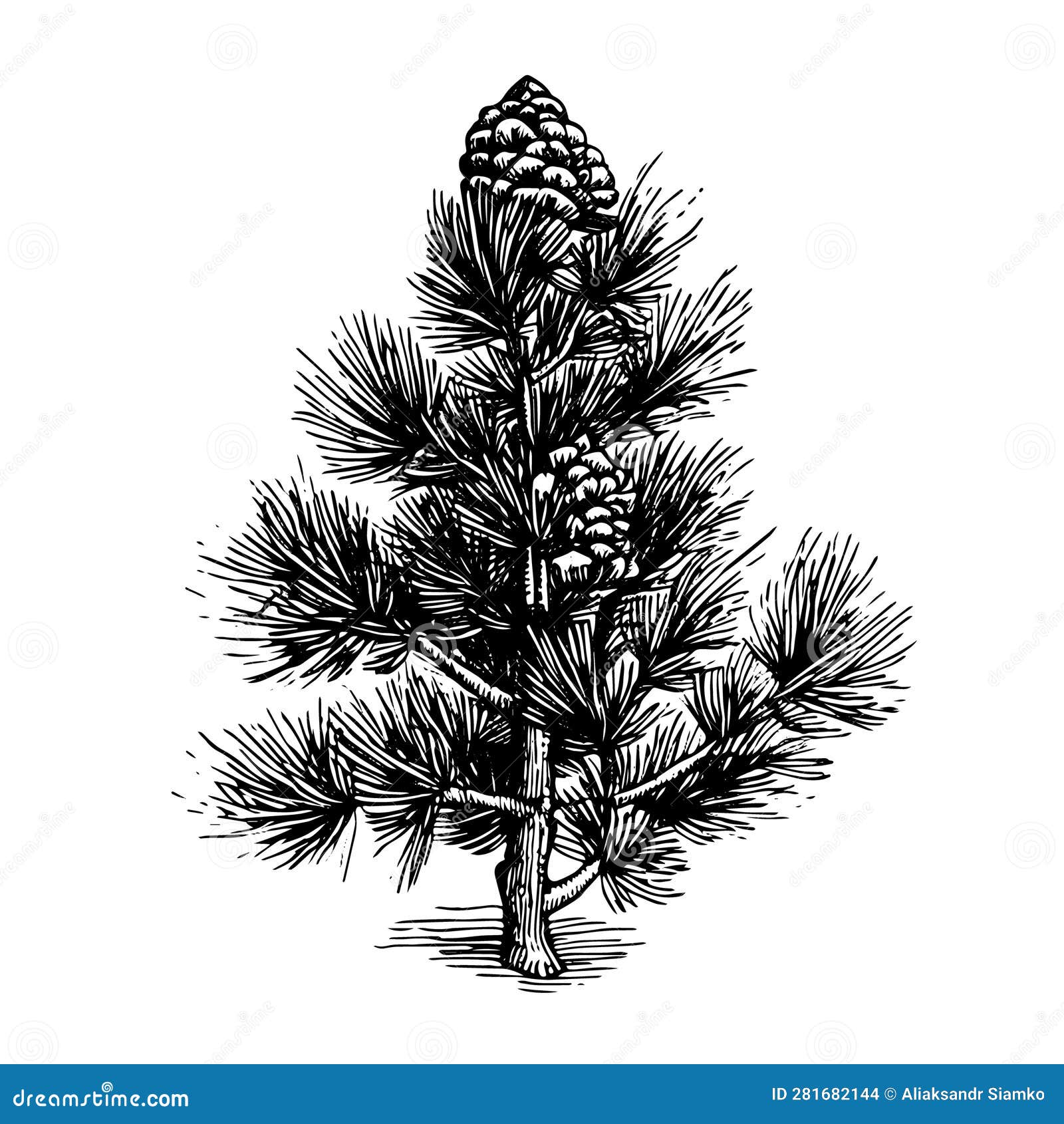 Pine Vector Drawing. Isolated Hand Drawn, Engraved Style Illustration ...