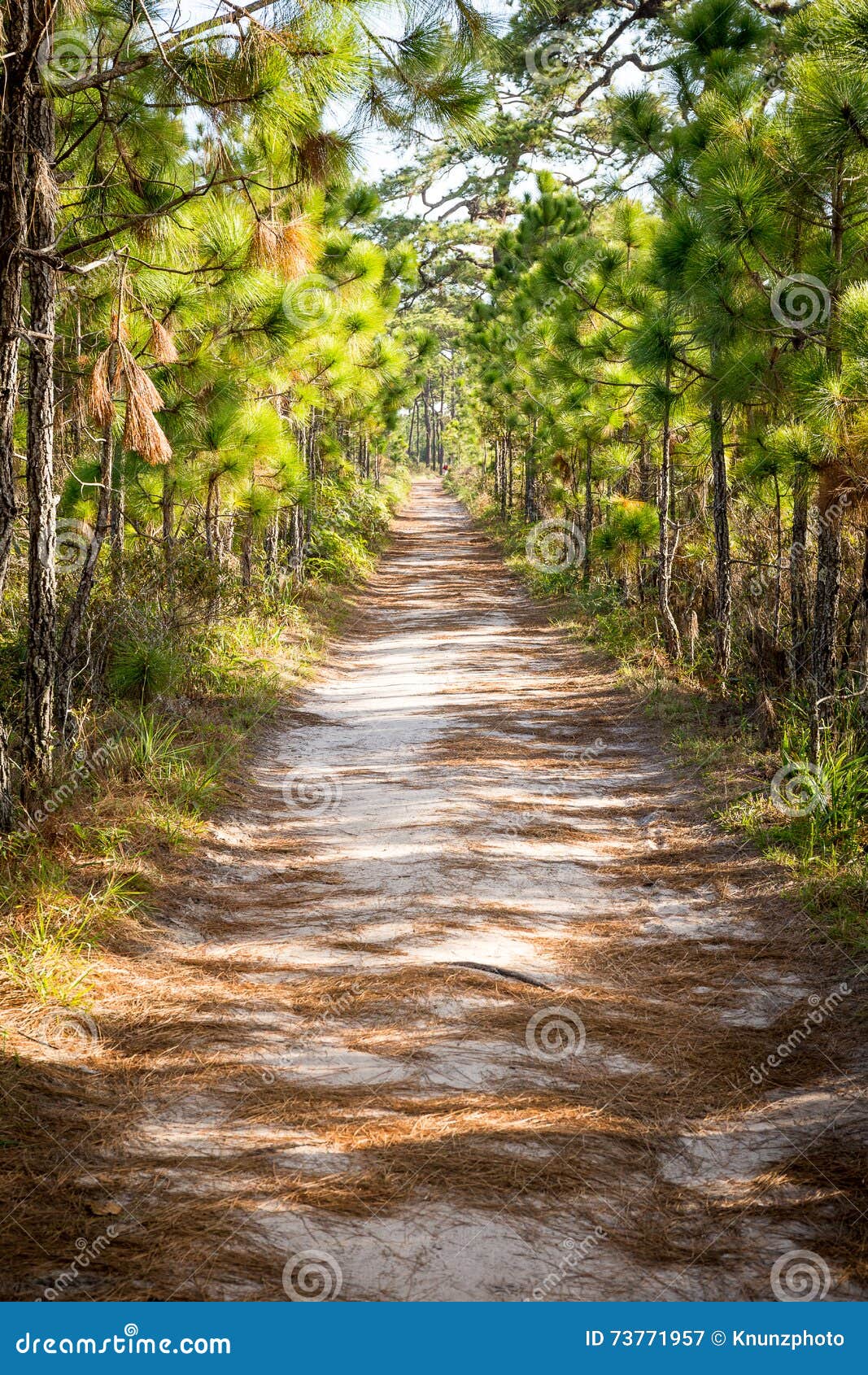 Pine Walkway with Sun Light Stock Image - Image of road, branch: 73771957