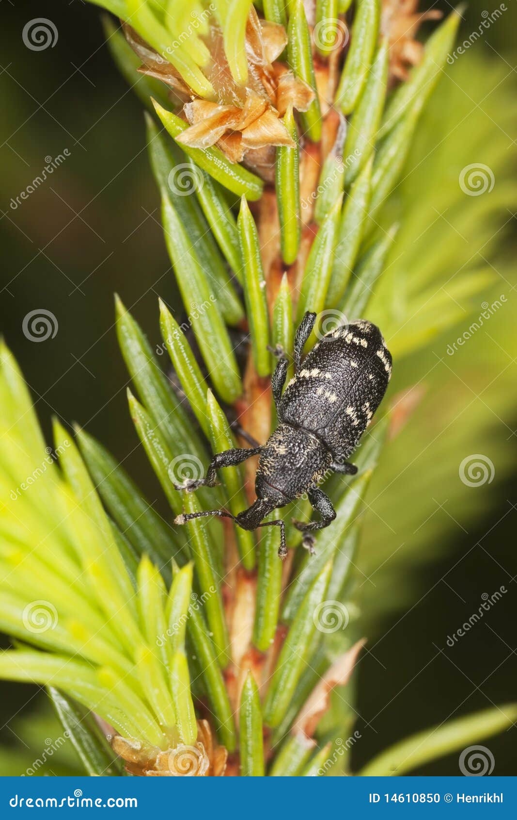 Pine weevil stock photo. Image of pest, detail, vertical - 14610850
