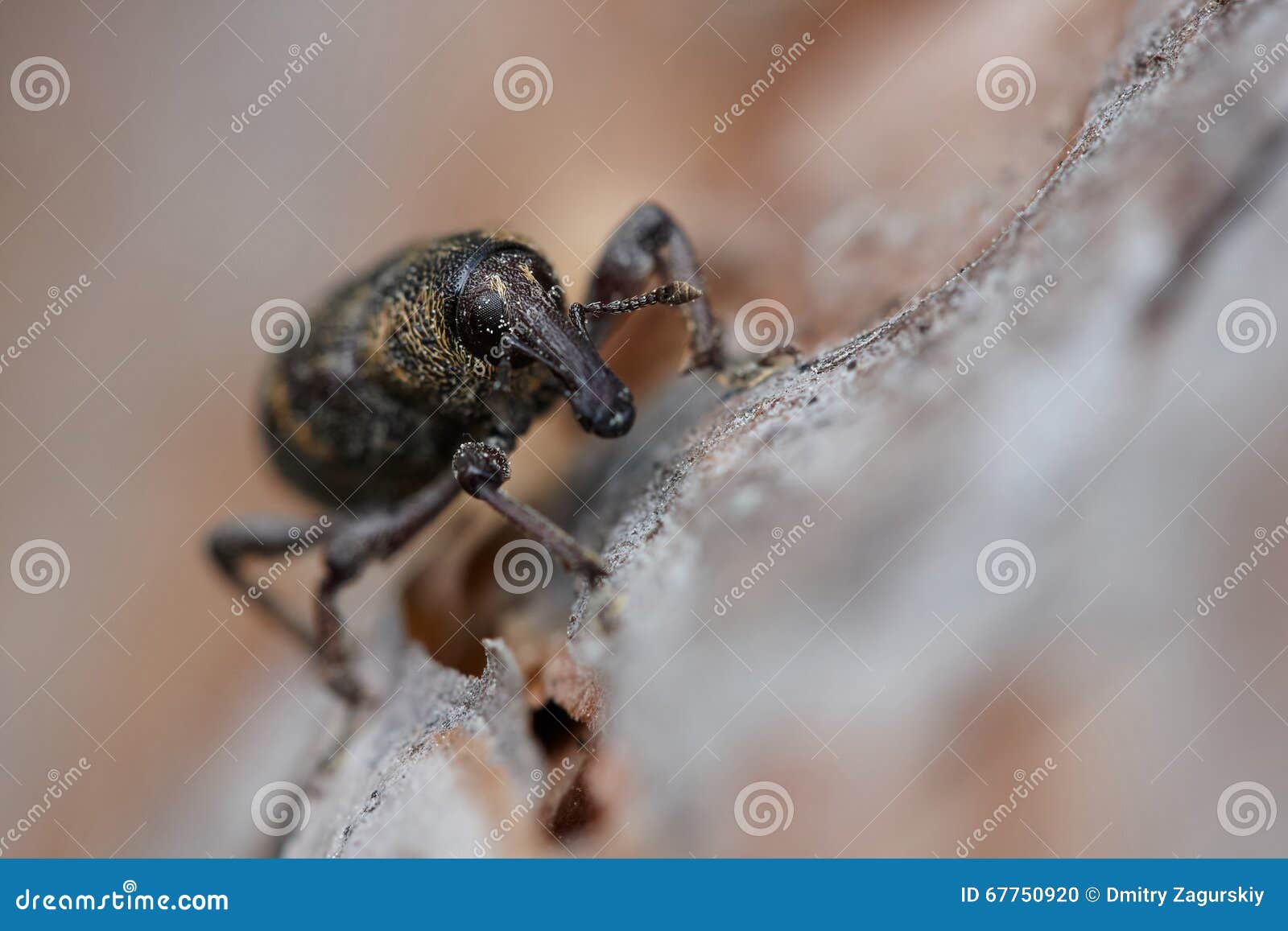 Pine weevil closeup stock photo. Image of spring, beetle - 67750920