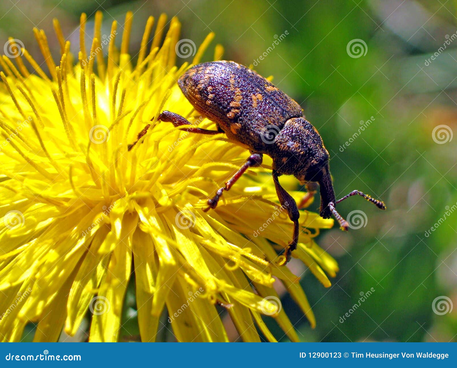 Pine Weevil (Hylobius Abietis) Stock Image - Image of europe, close ...