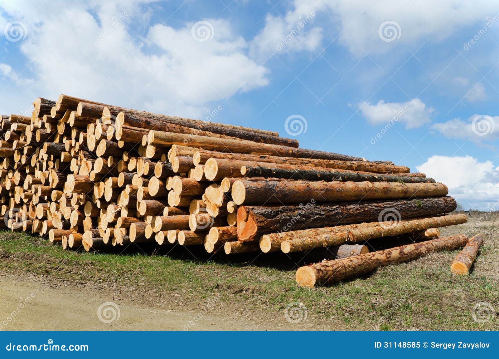 Pine whole section timbers stock image. Image of tree - 31148585