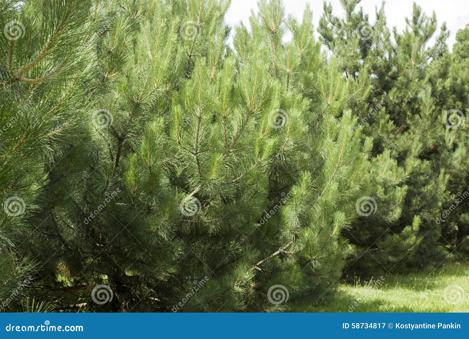 Pine in the wild stock image. Image of environment, planting - 58734817