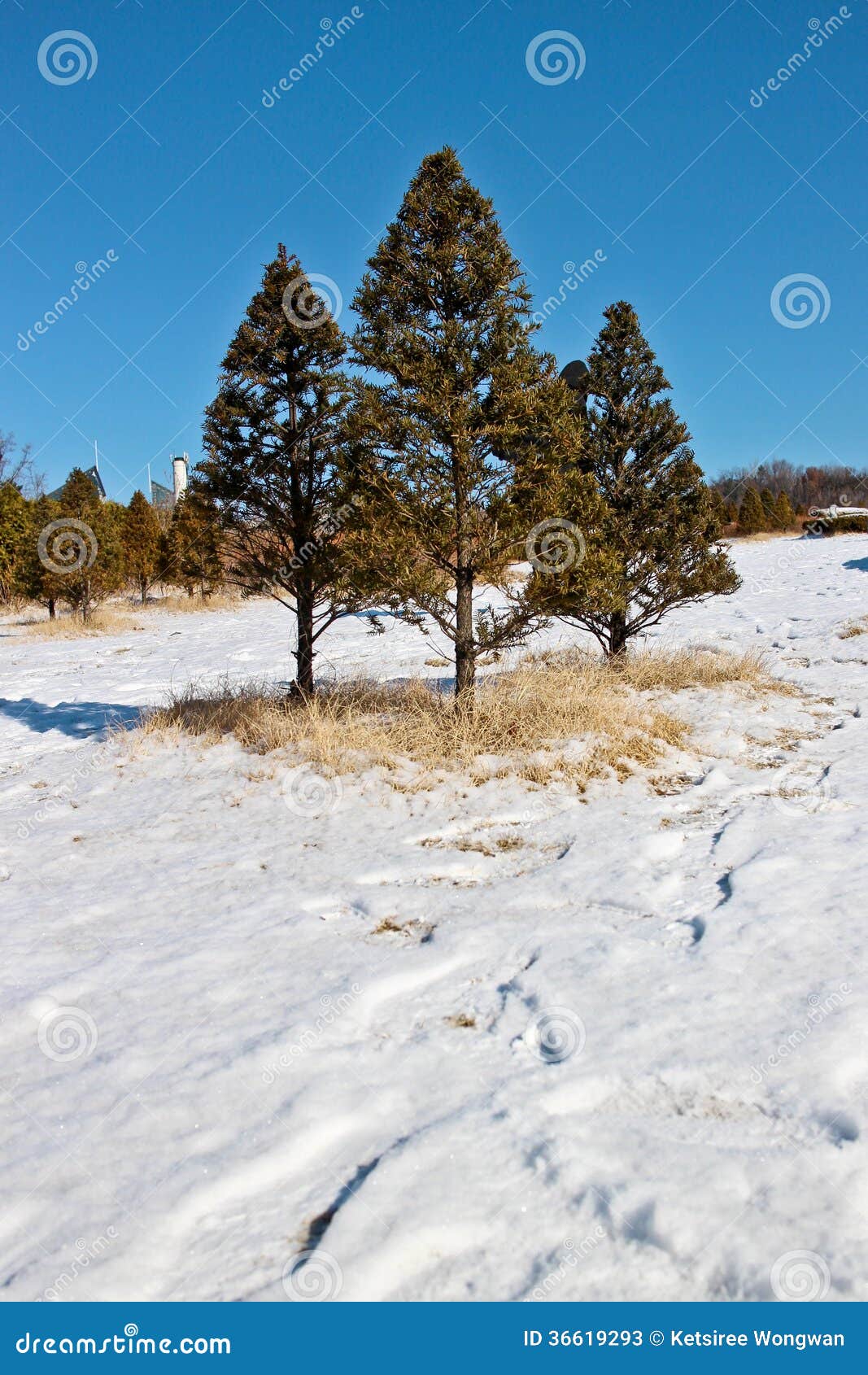 Pine in Winter Snow stock image. Image of environment - 36619293