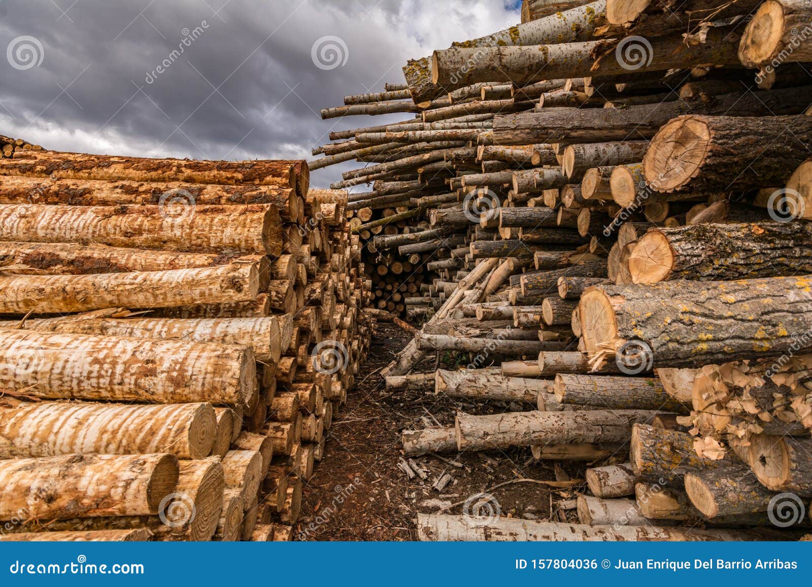 Pine Wood with Bark and without Bark Stock Photo - Image of product ...