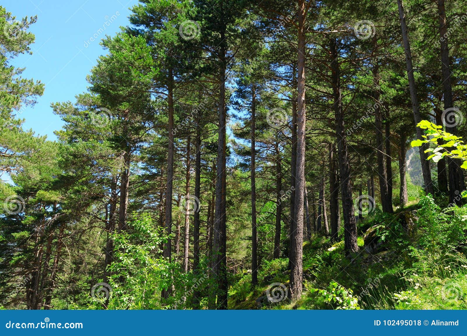 Pine wood on the hillside stock photo. Image of nature - 102495018